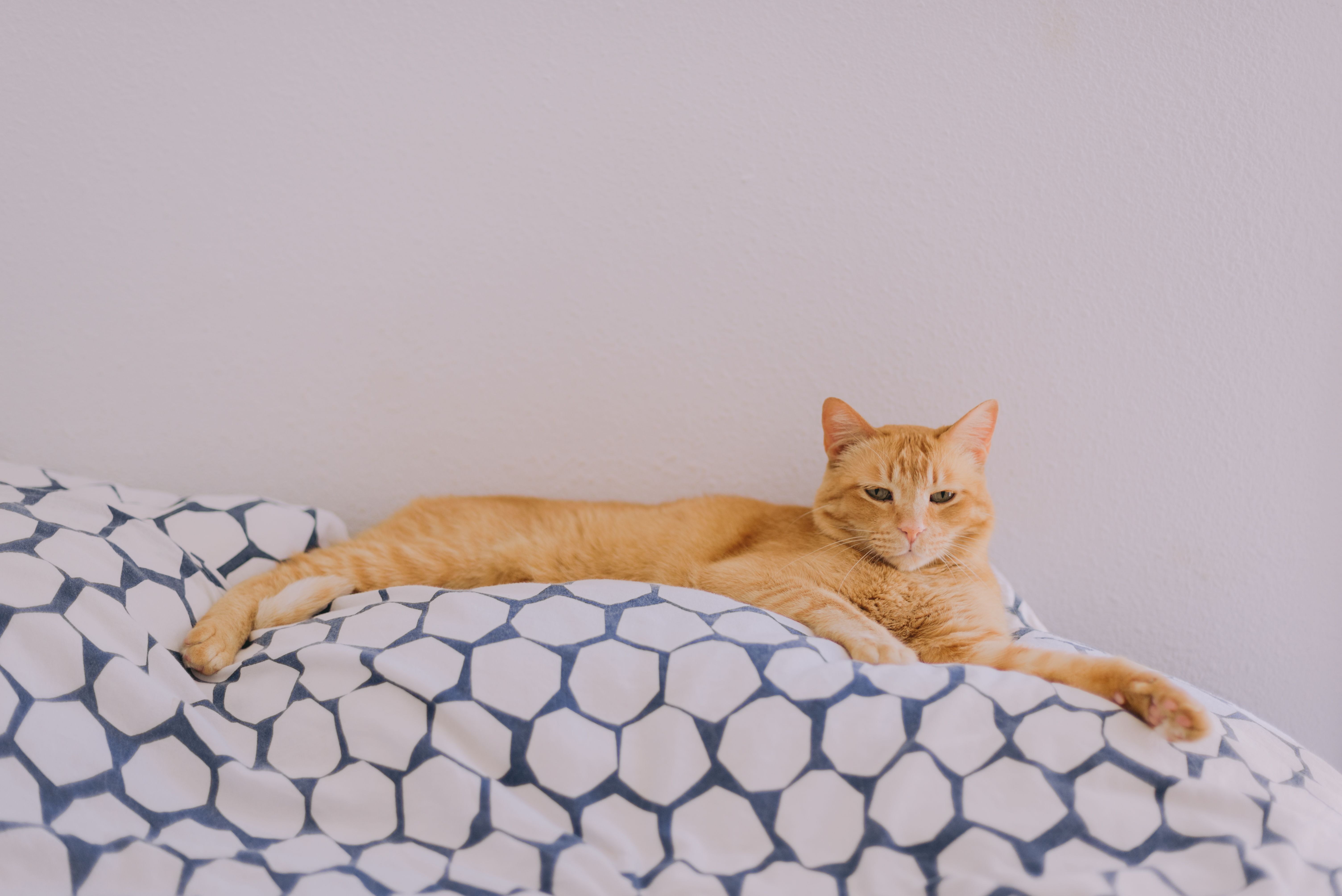 Orange Tabby Cat Smelling Coffee Beans · Free Stock Photo