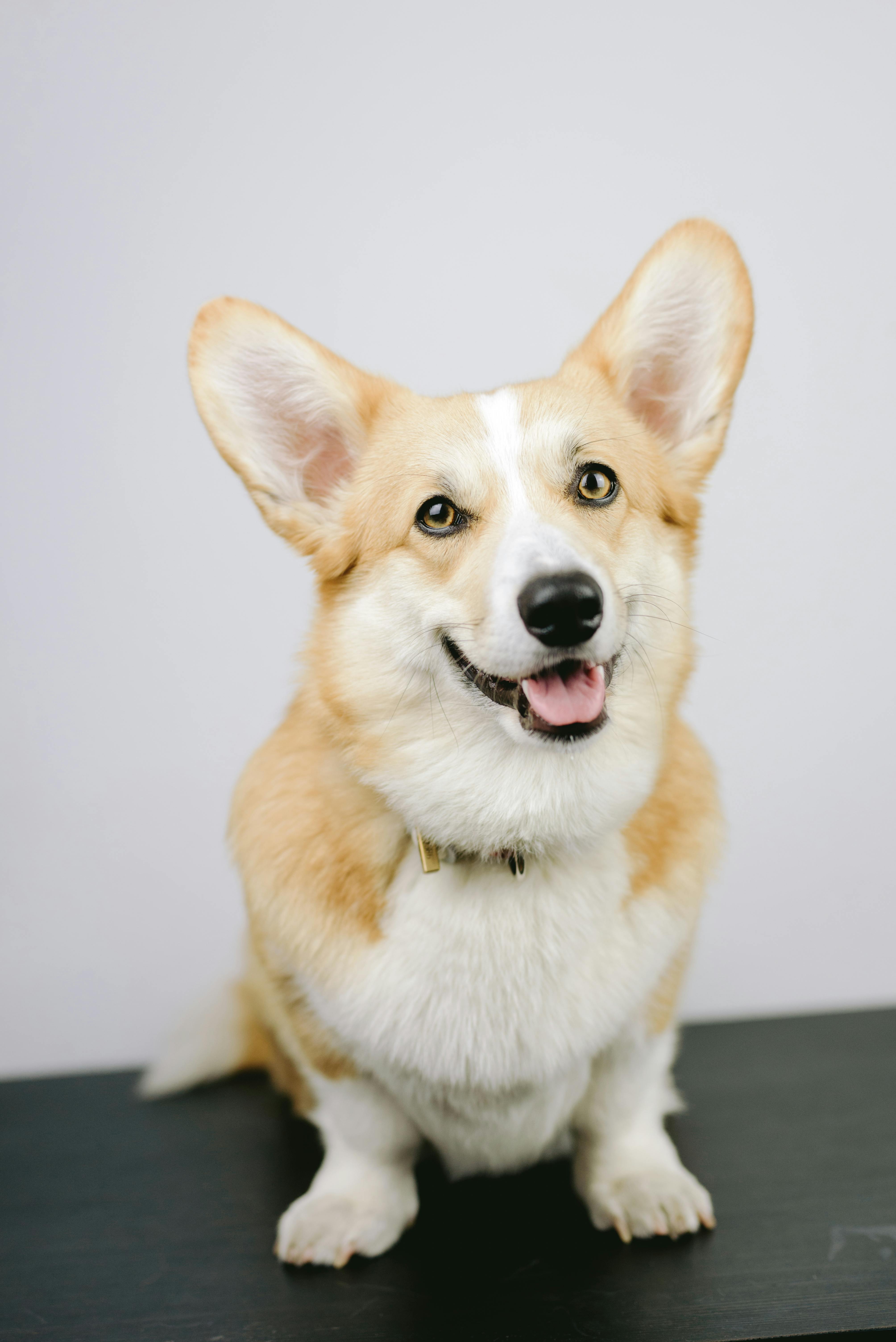 Brown and White Corgi on the Floor · Free Stock Photo