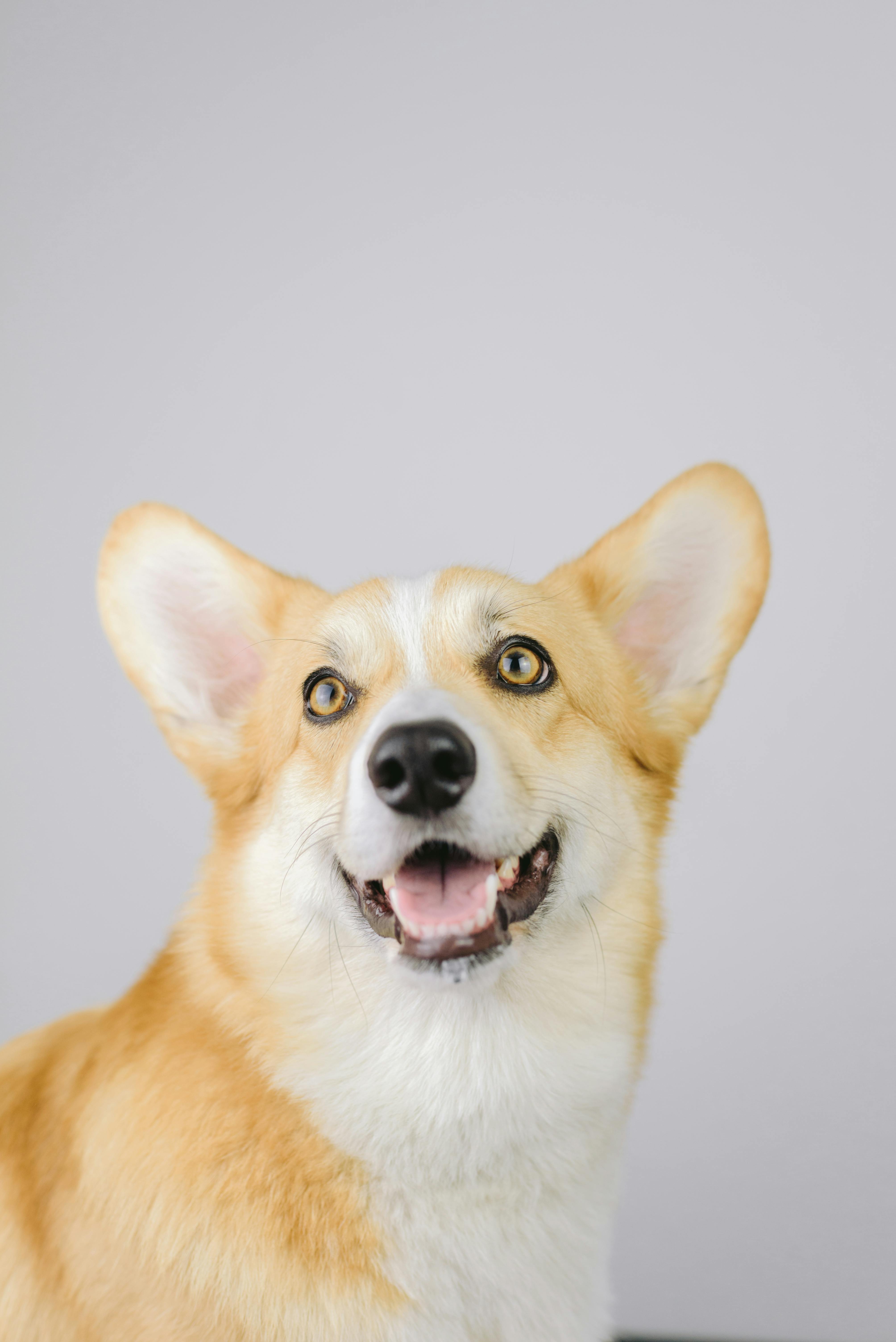 Animated Corgi Photos, Download The BEST Free Animated Corgi Stock ...