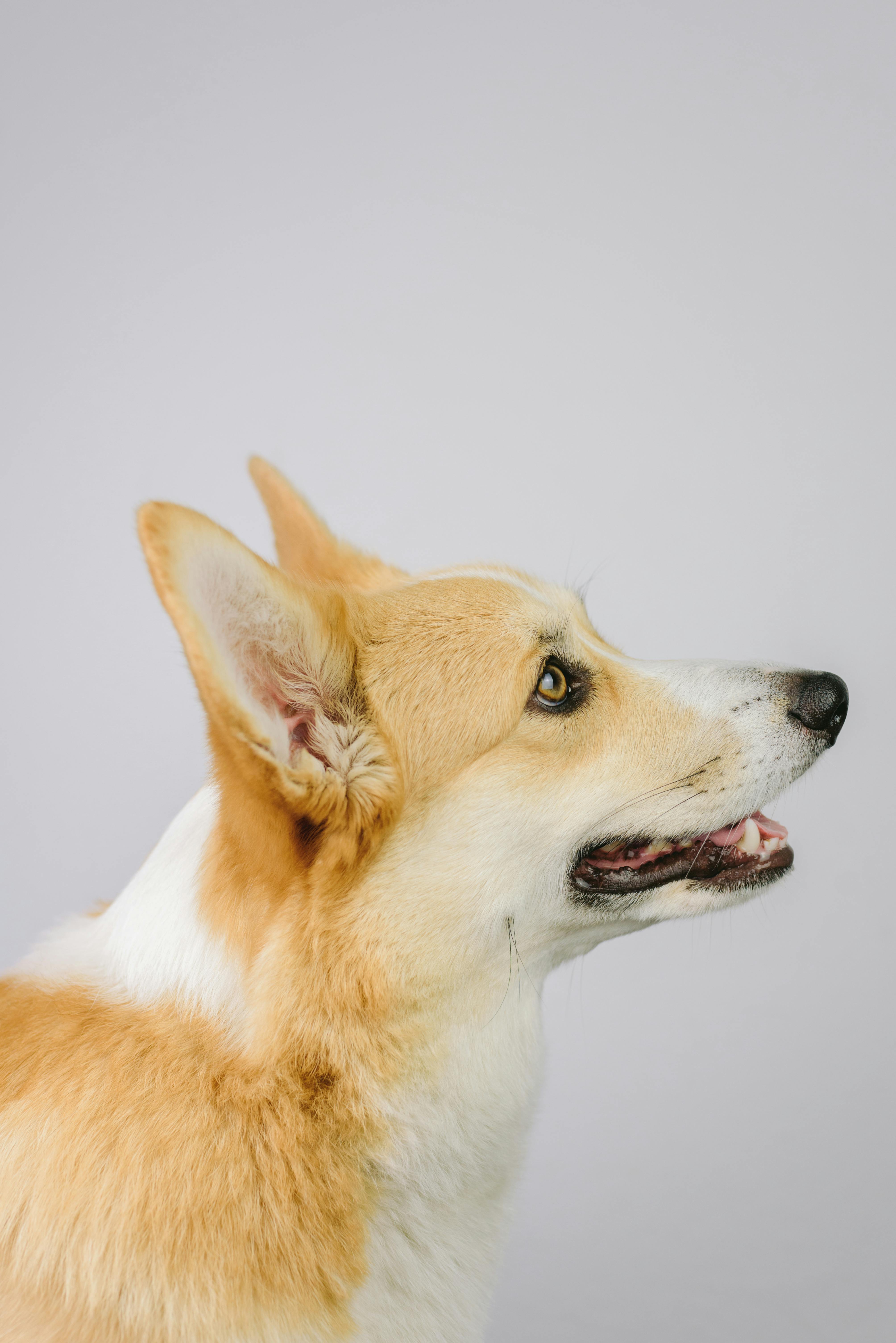 A Sleeping Corgi Dog · Free Stock Photo