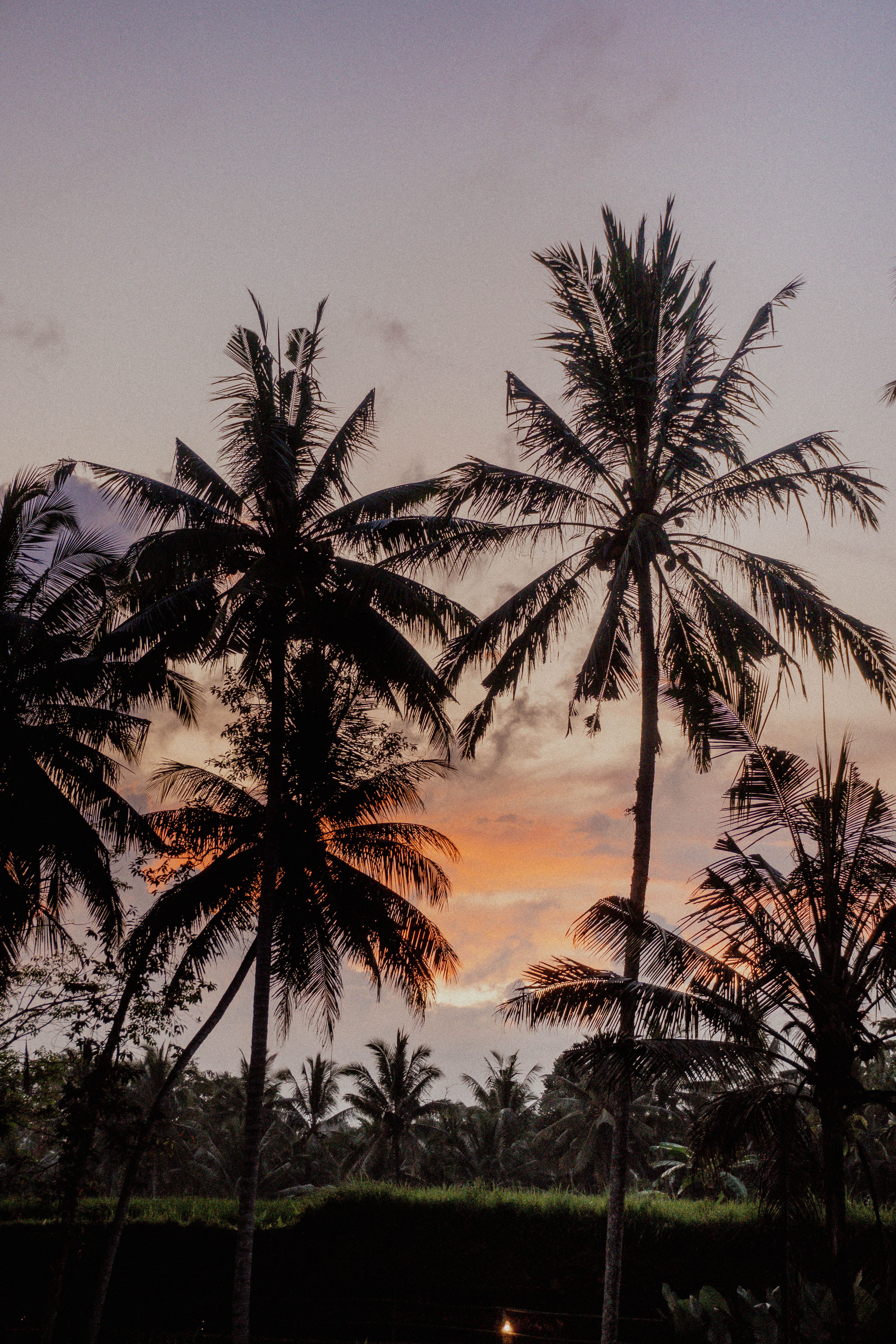 Palm Trees · Free Stock Photo