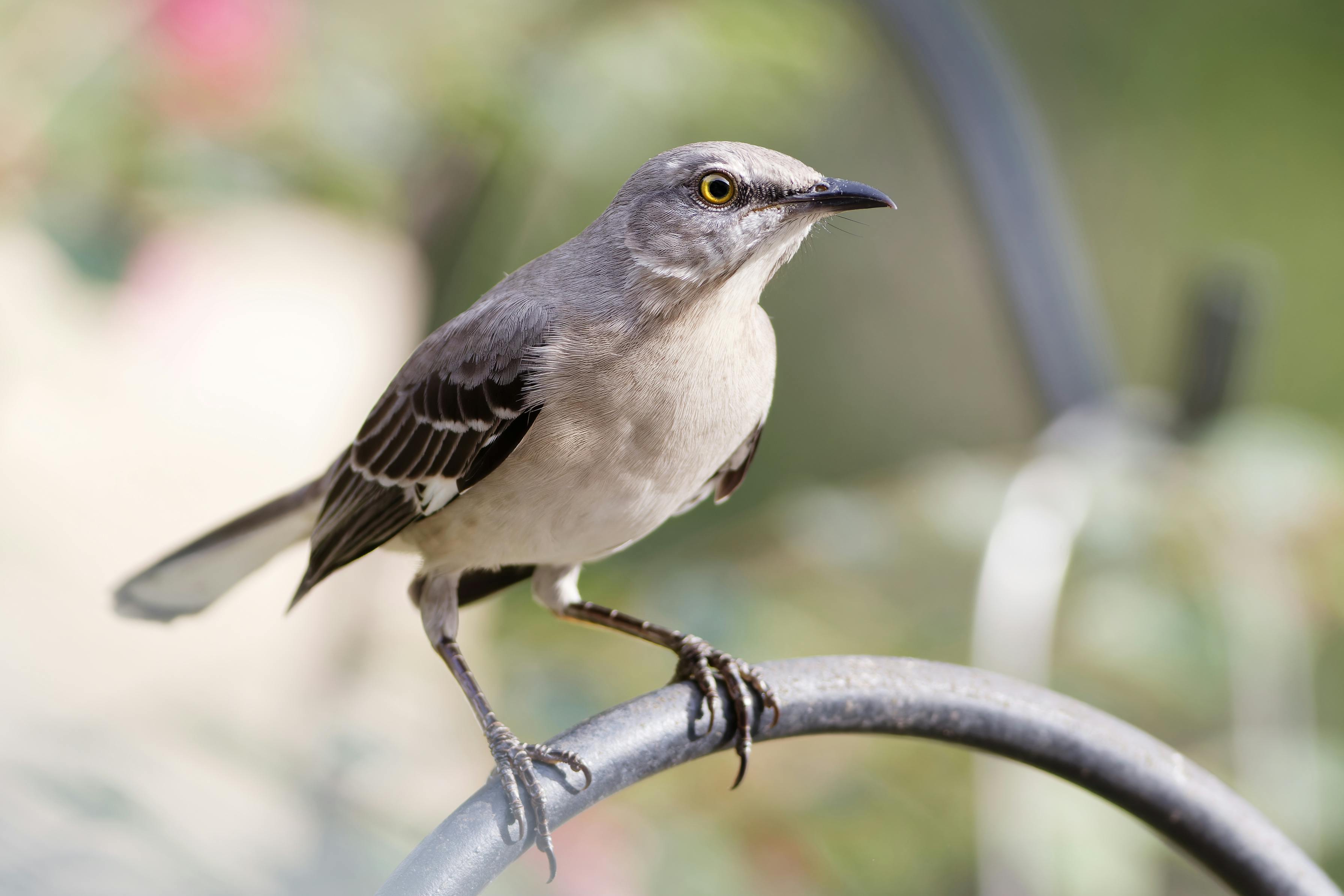 Northern Mockingbird Photos, Download The BEST Free Northern ...
