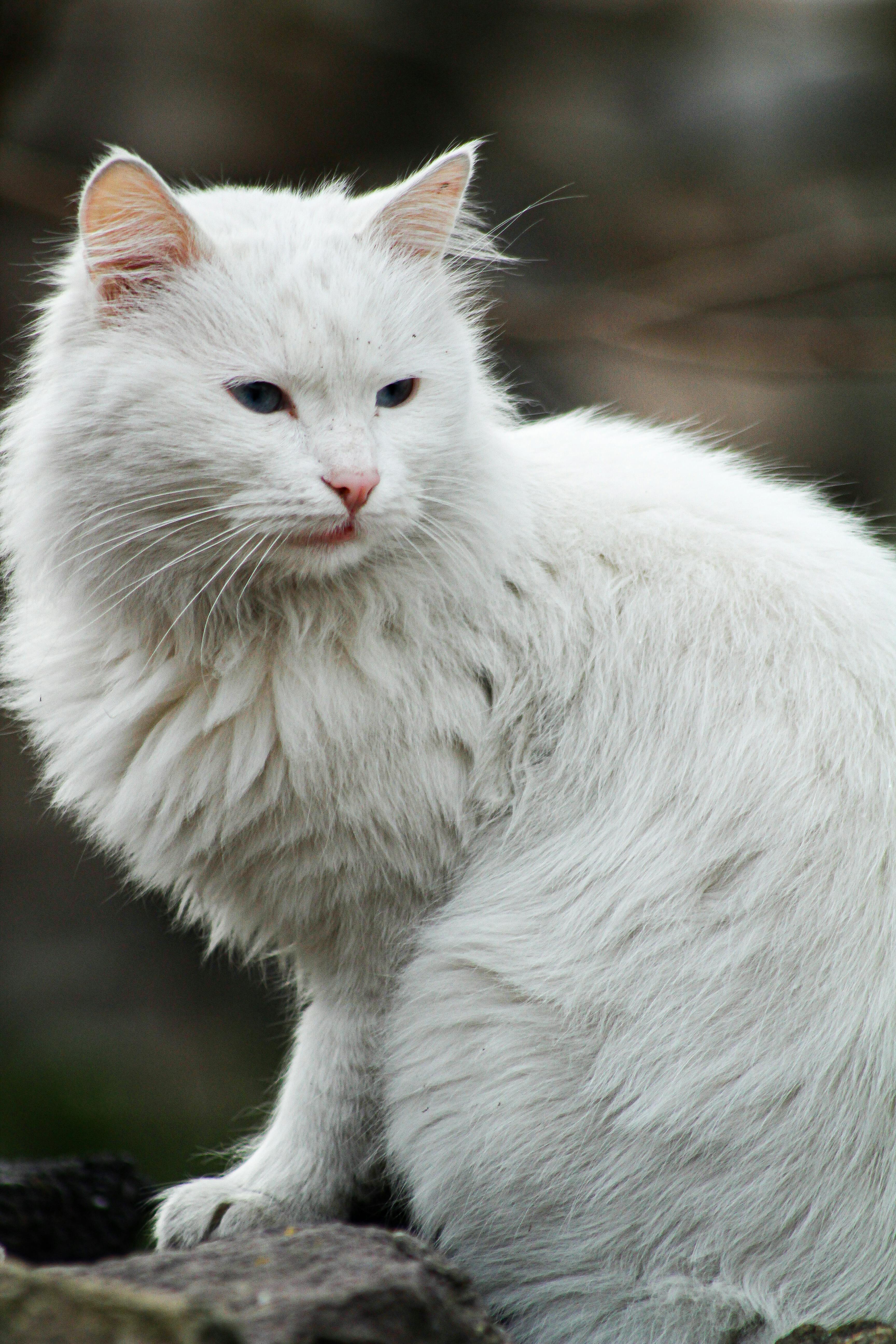 White Cat in Close Up Photography · Free Stock Photo
