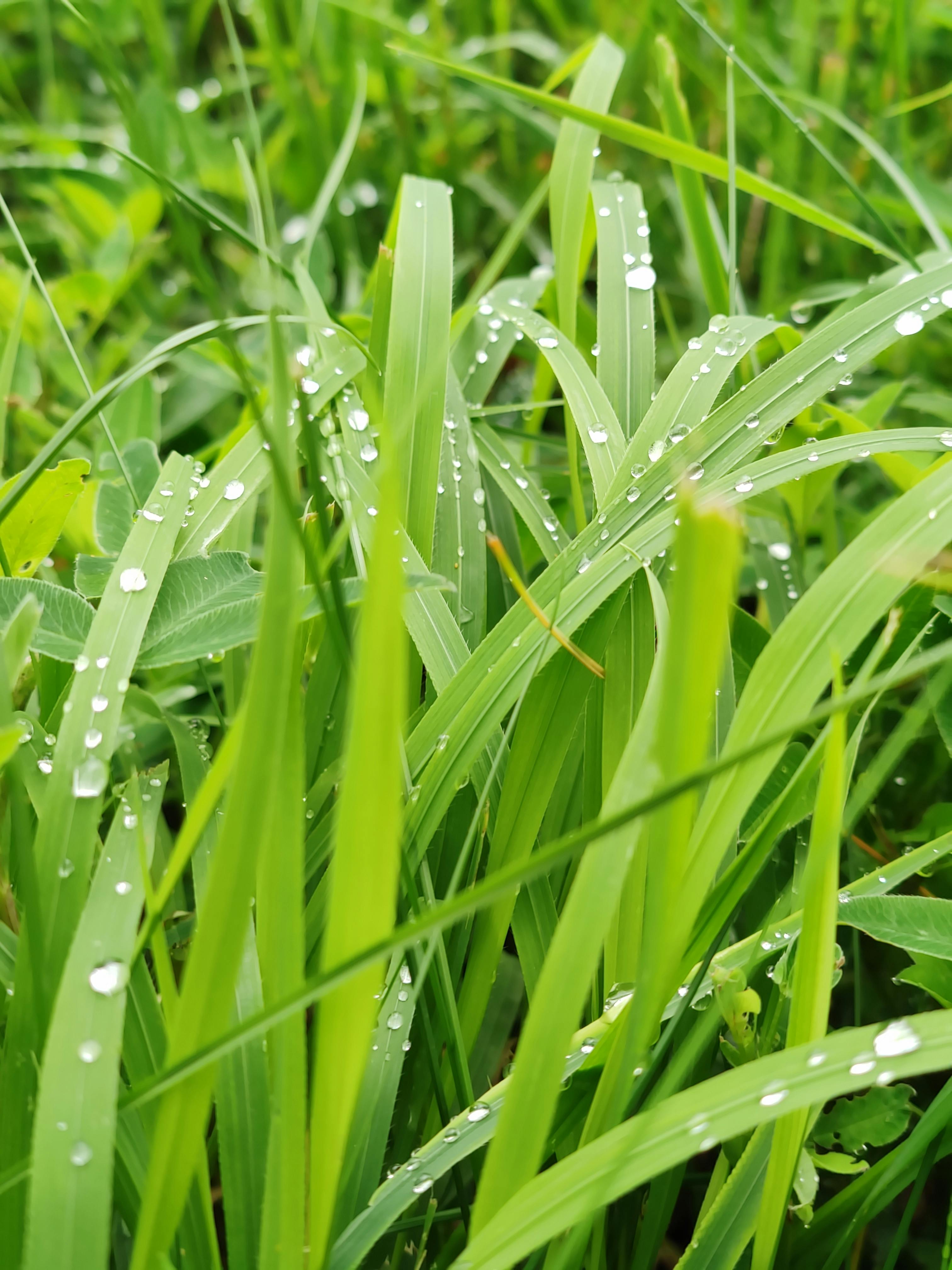 Цветы и растения 14 Photos & Videos Collected by Yelena Wegel