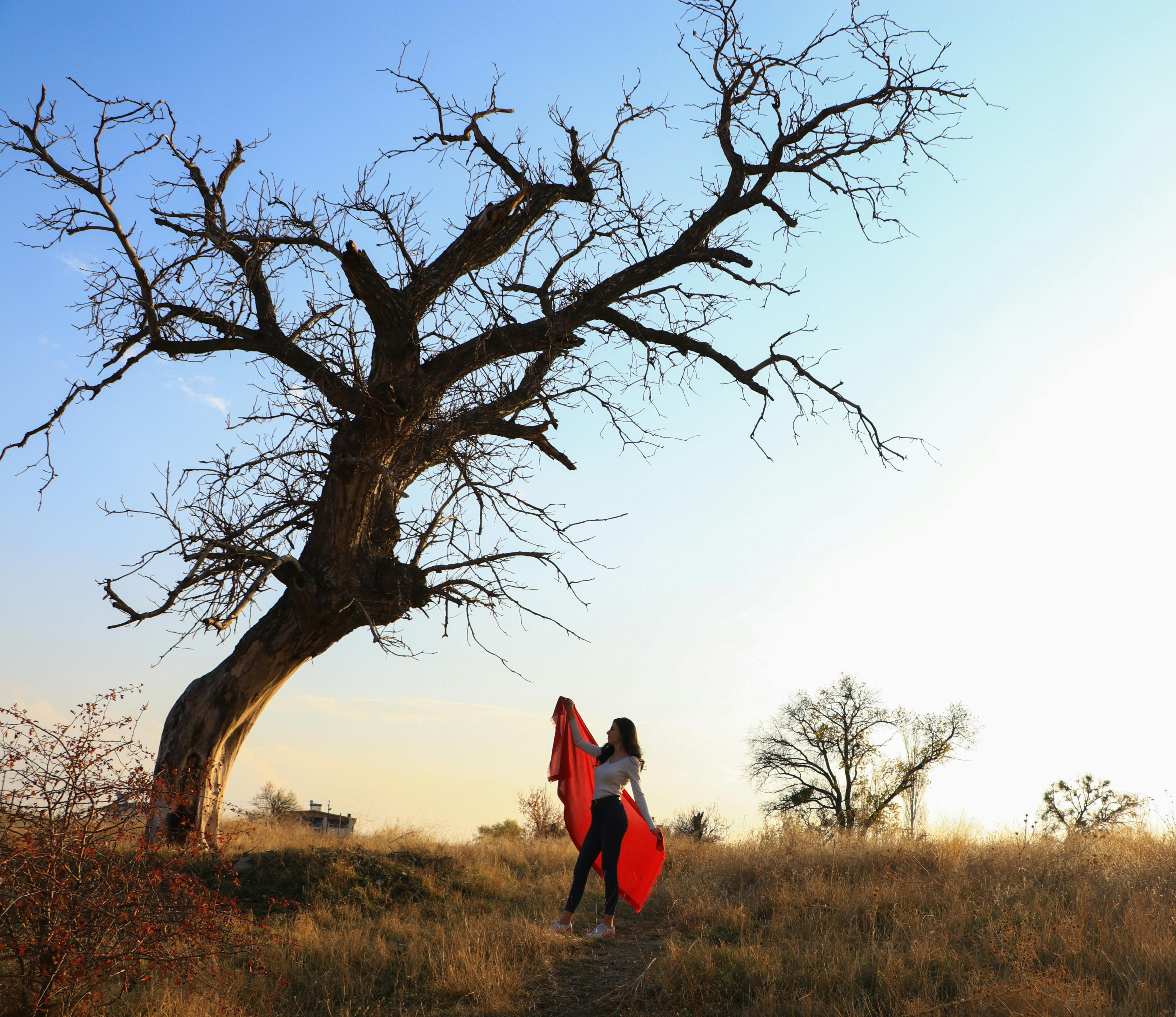 Woman Standing under the Tree at Sunset · Free Stock Photo