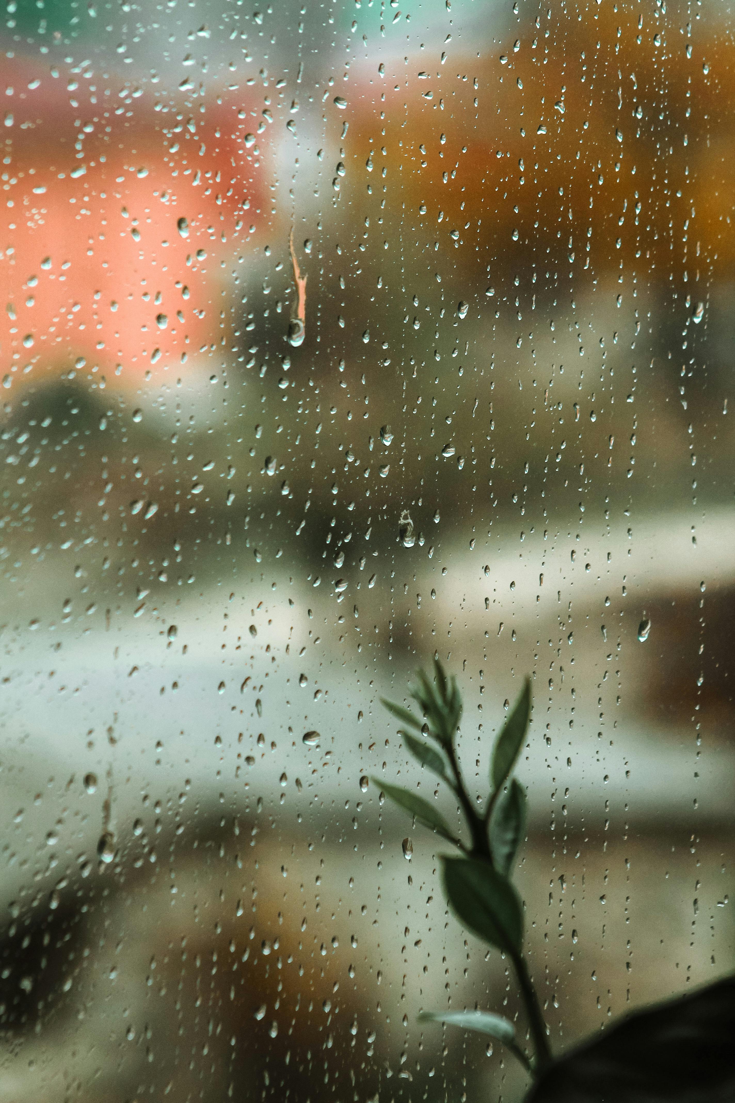 Close-up of Plant Branch on Window with Raindrops · Free Stock Photo