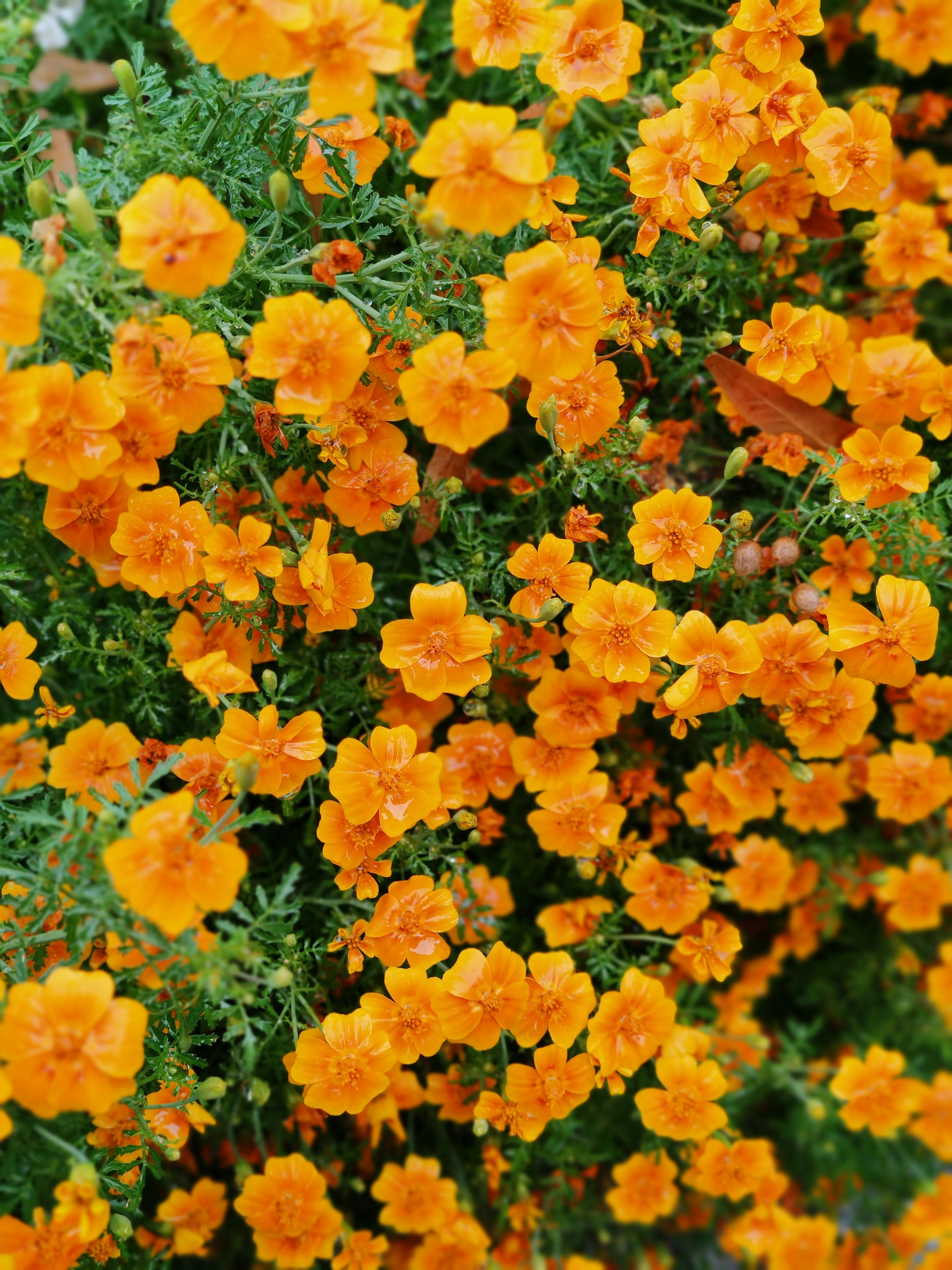 Цветы и растения 14 Photos & Videos Collected by Yelena Wegel