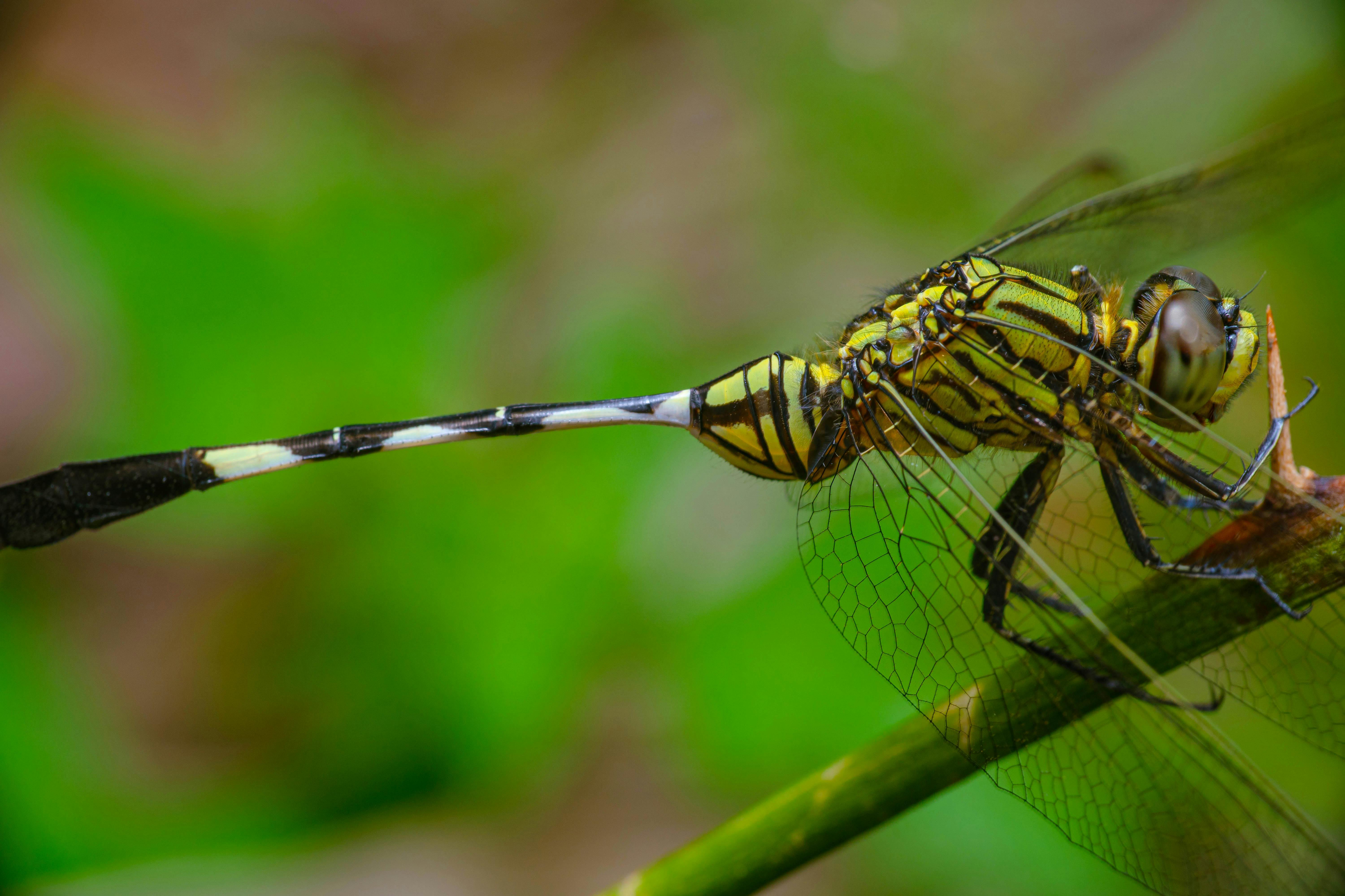 Brown Dragonfly Perching on Flower Bu · Free Stock Photo