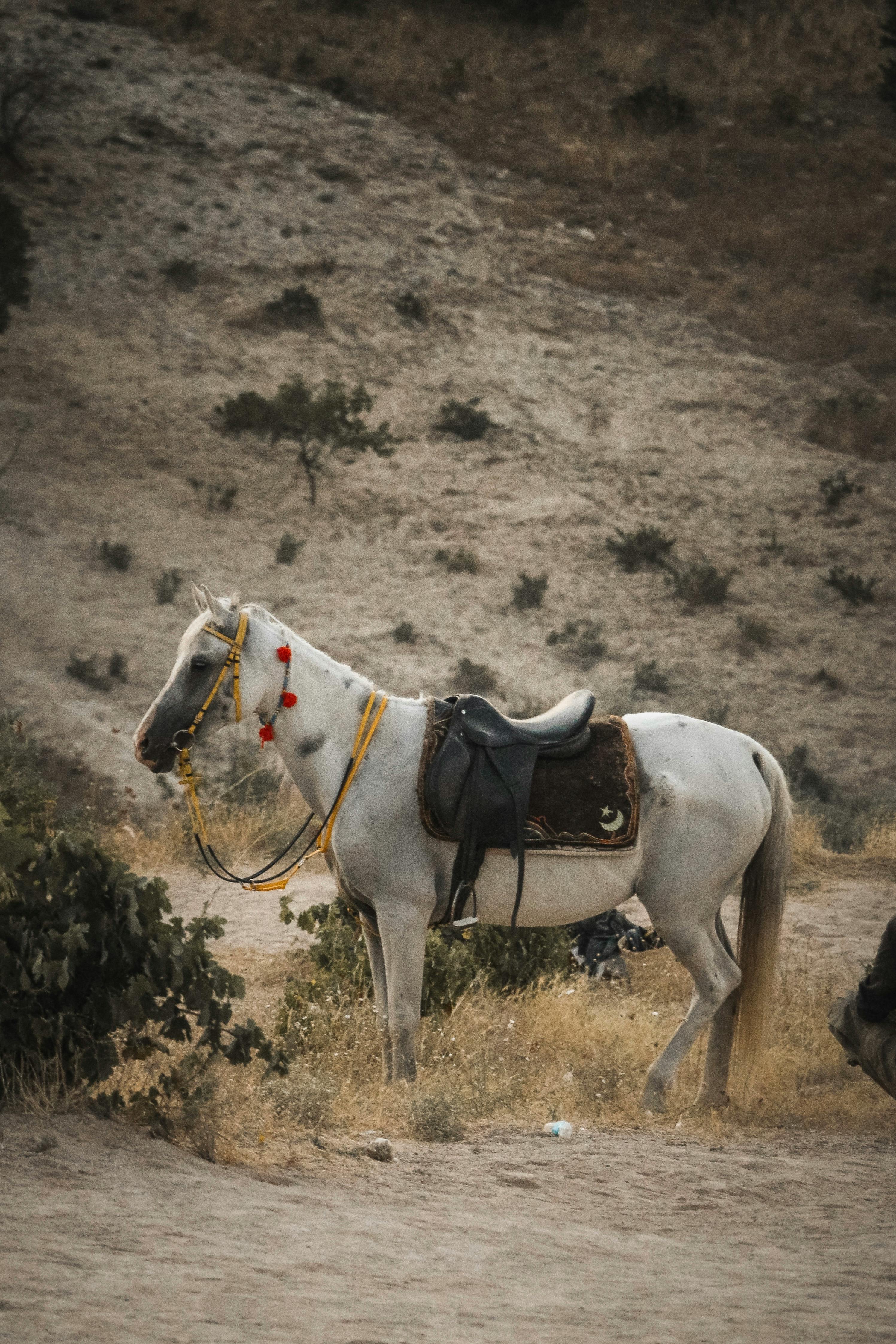 Horse Saddle in Close Up Shot · Free Stock Photo