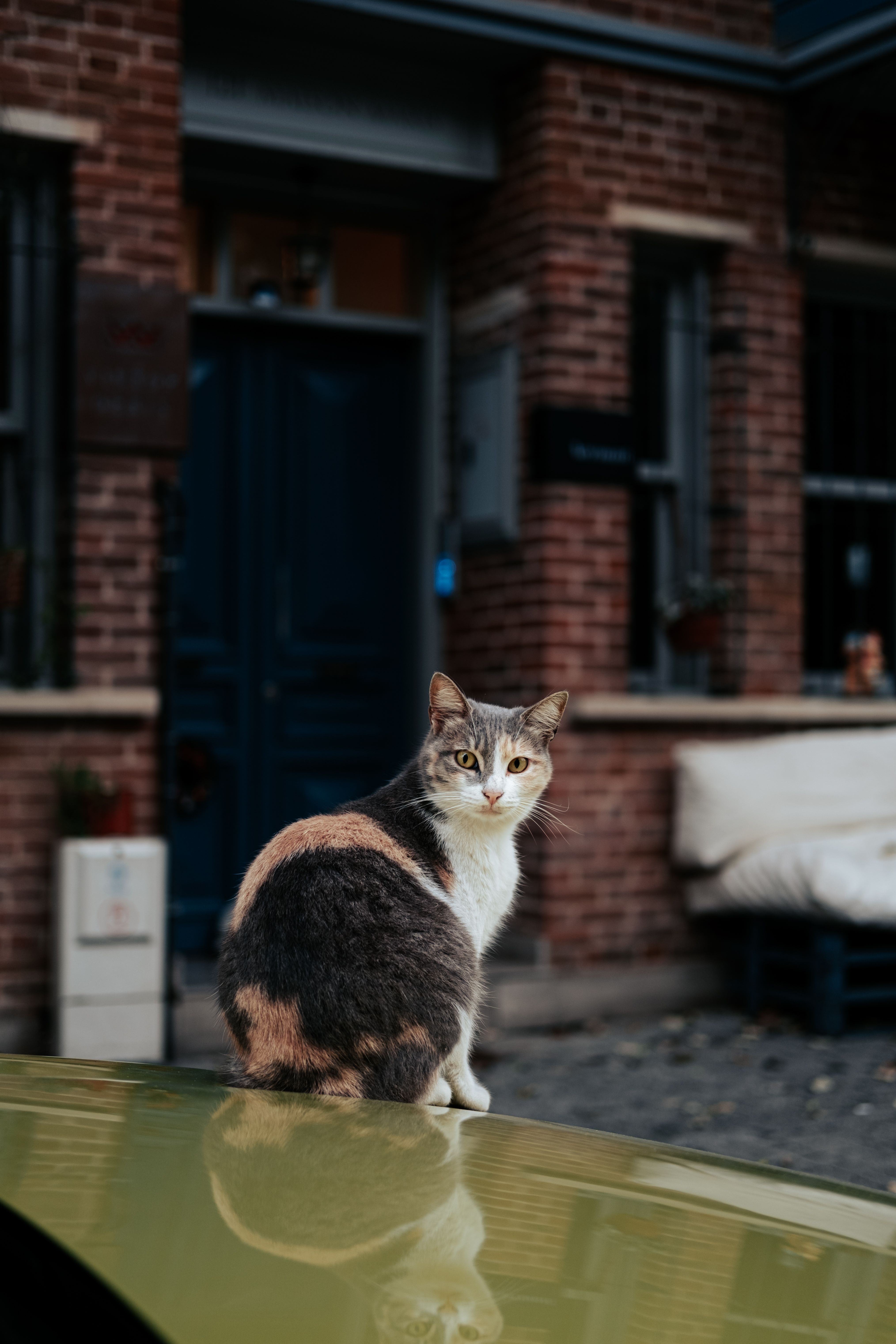 Cat In Hood Photos, Download The BEST Free Cat In Hood Stock Photos ...