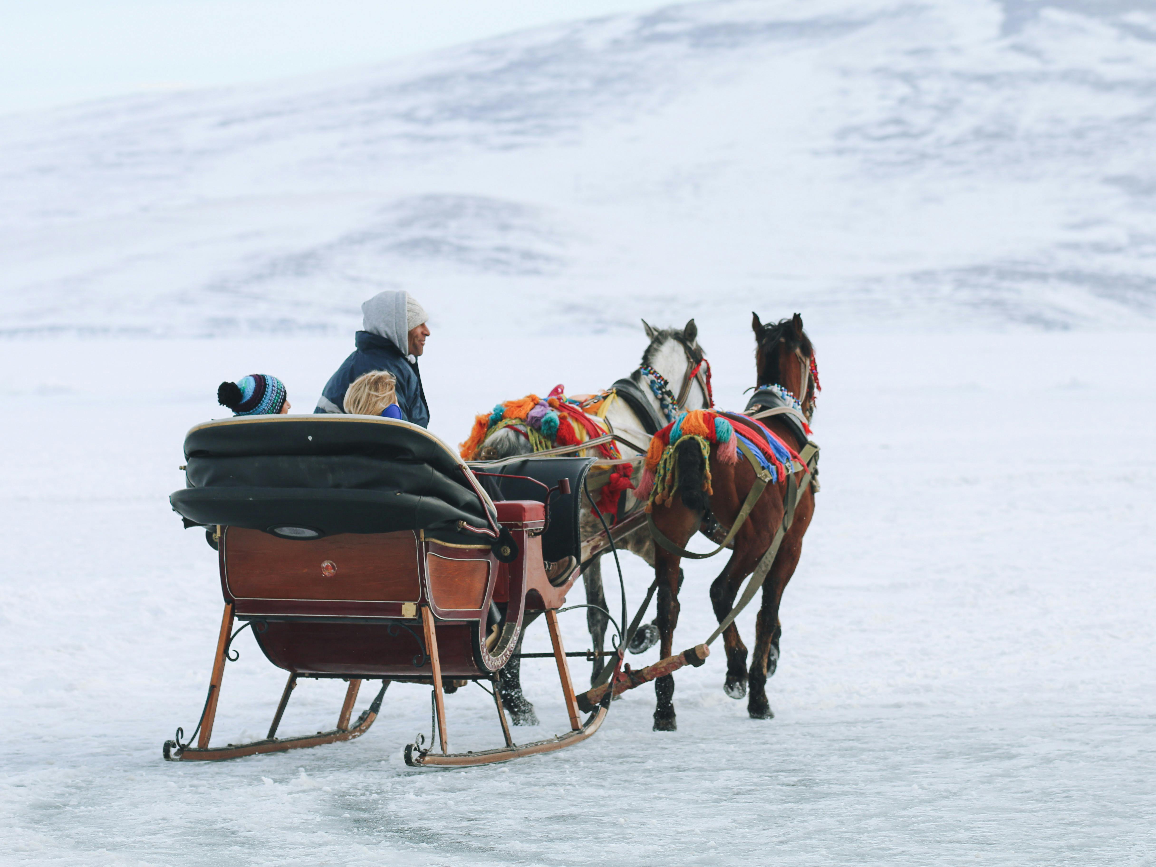 Horses Pulling a Sled · Free Stock Photo