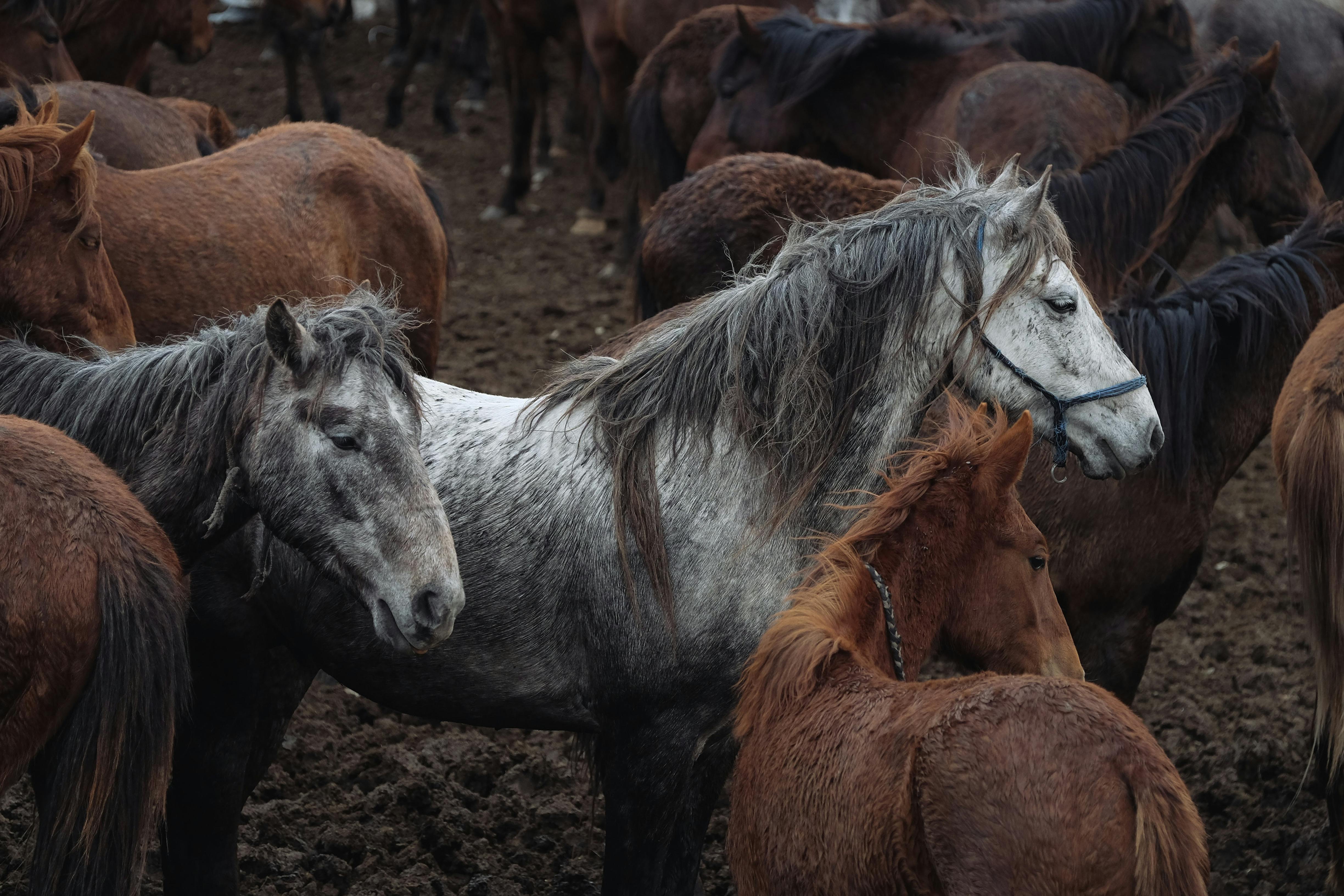 Sad Animals Photos, Download The BEST Free Sad Animals Stock Photos ...