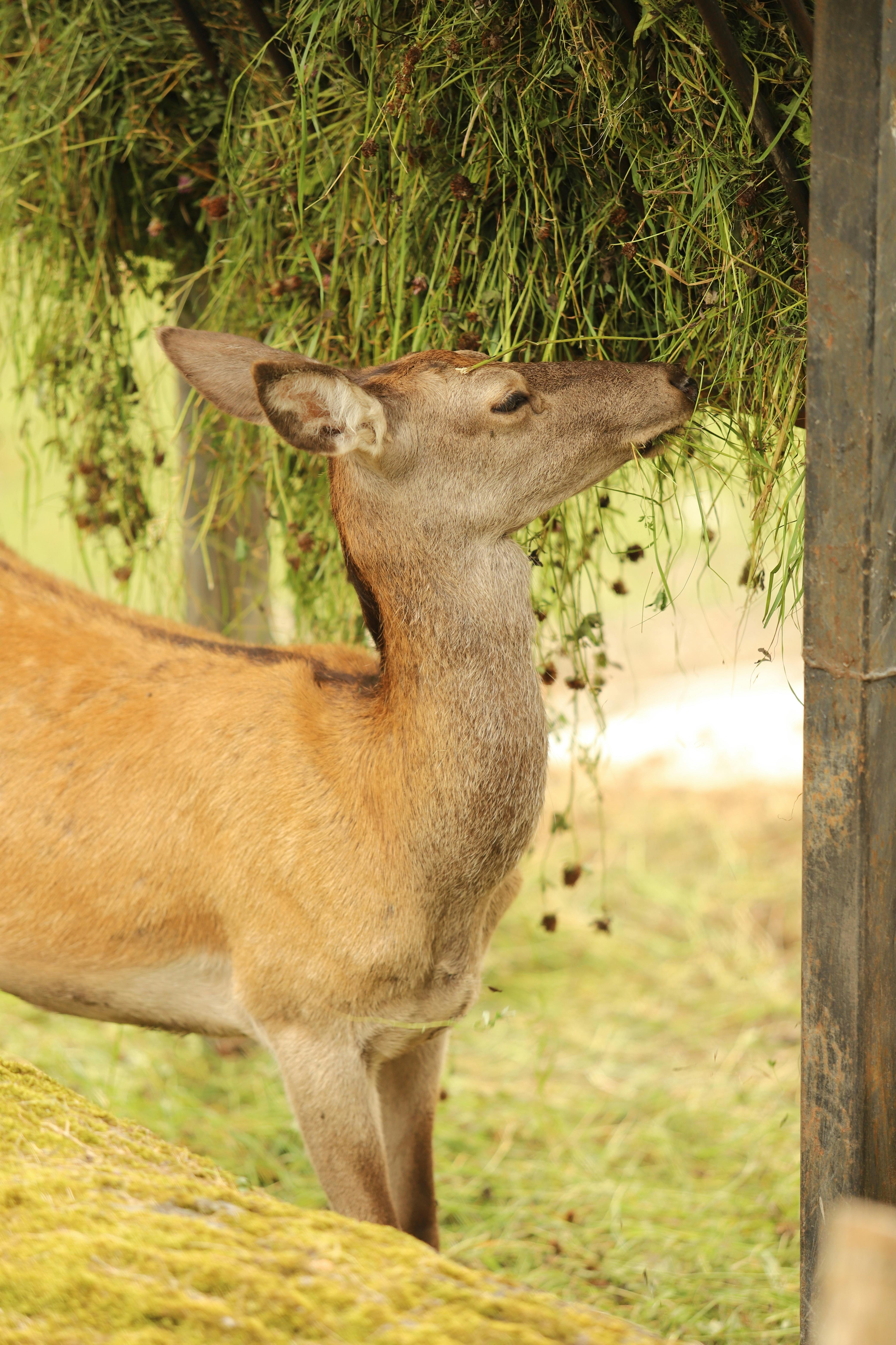 A Deer Eating Green Plants · Free Stock Photo