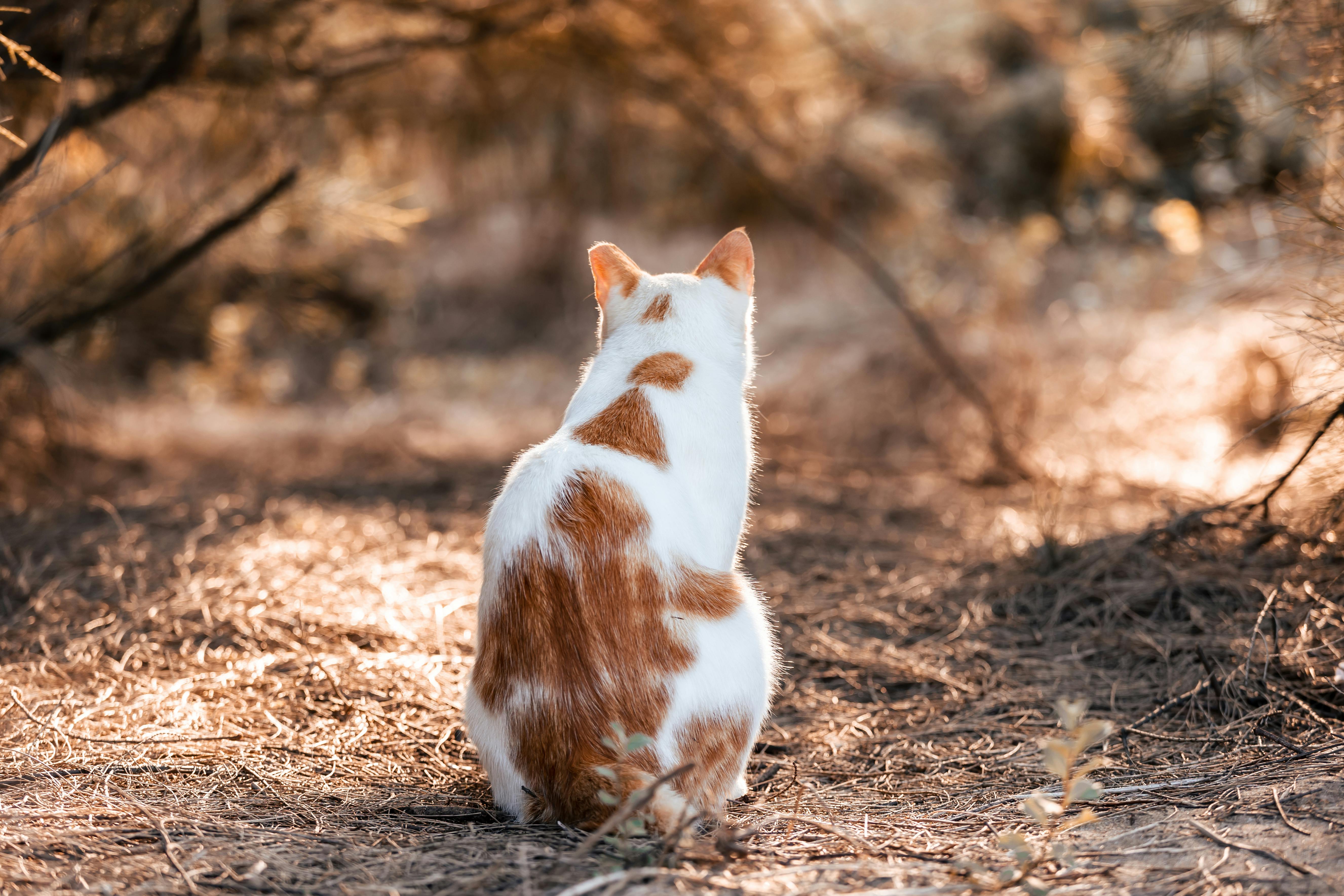 Cat Sitting on the Ground · Free Stock Photo