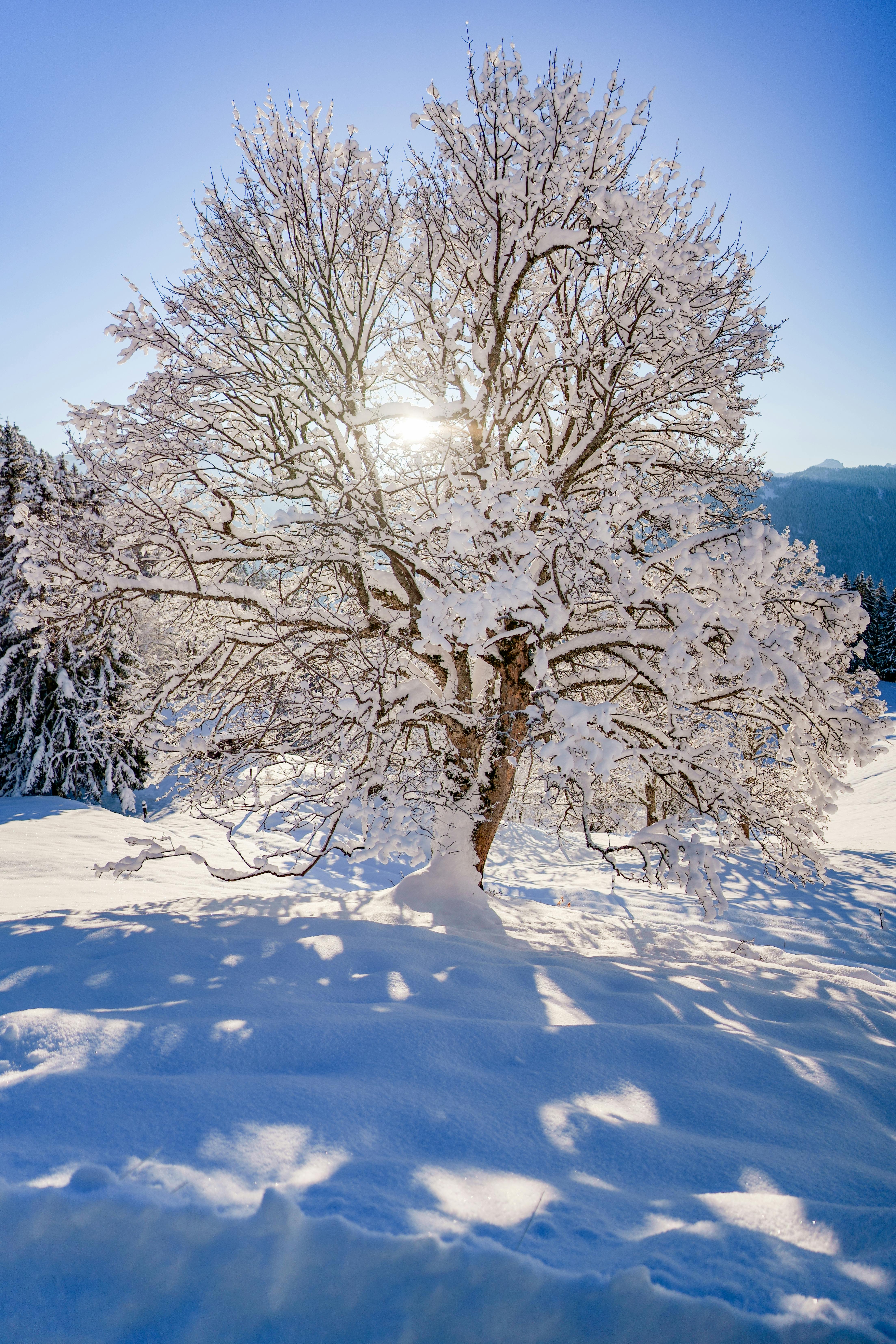 Snow-Covered Tree in Winter · Free Stock Photo