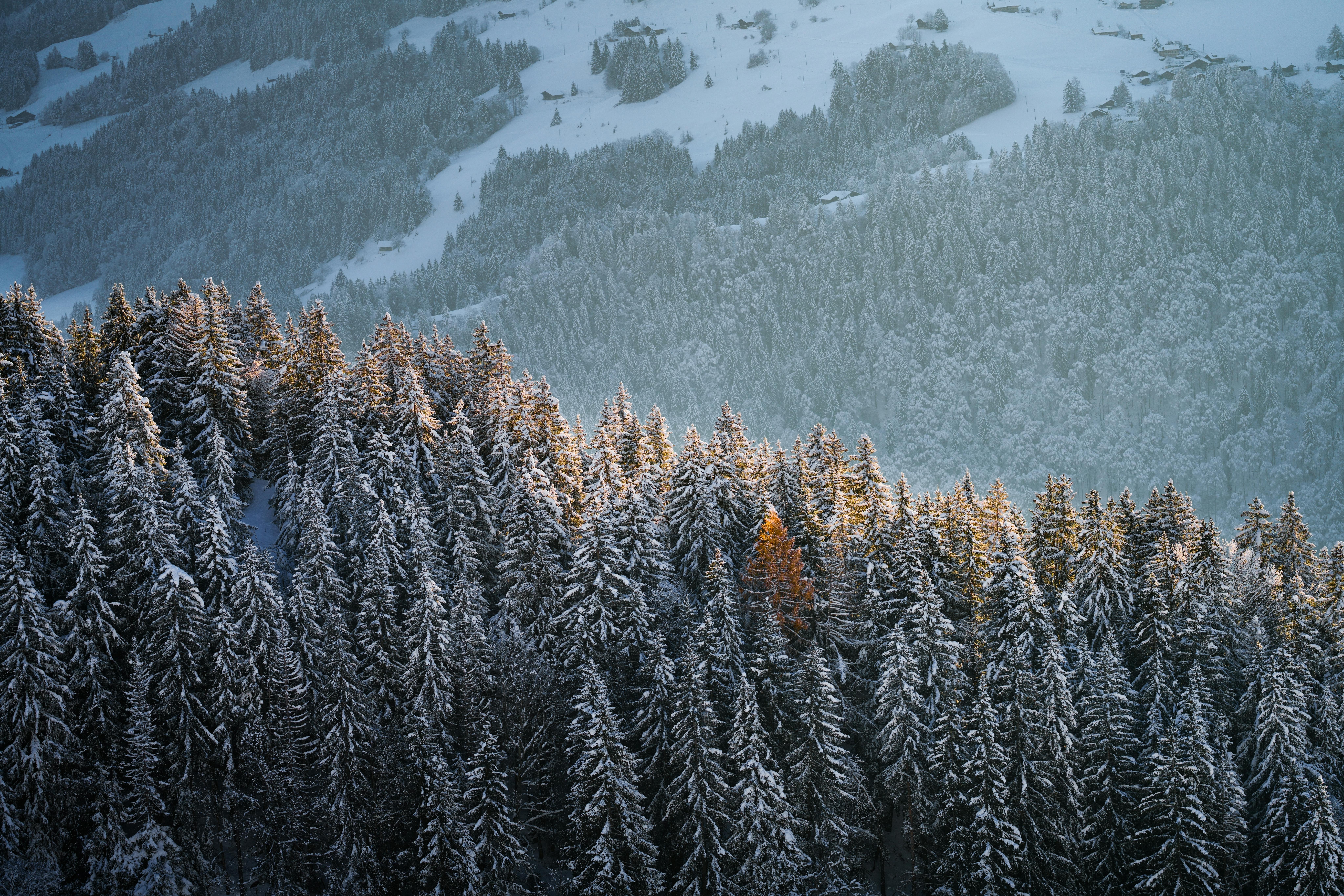 Aerial View of Snow Covered Trees · Free Stock Photo