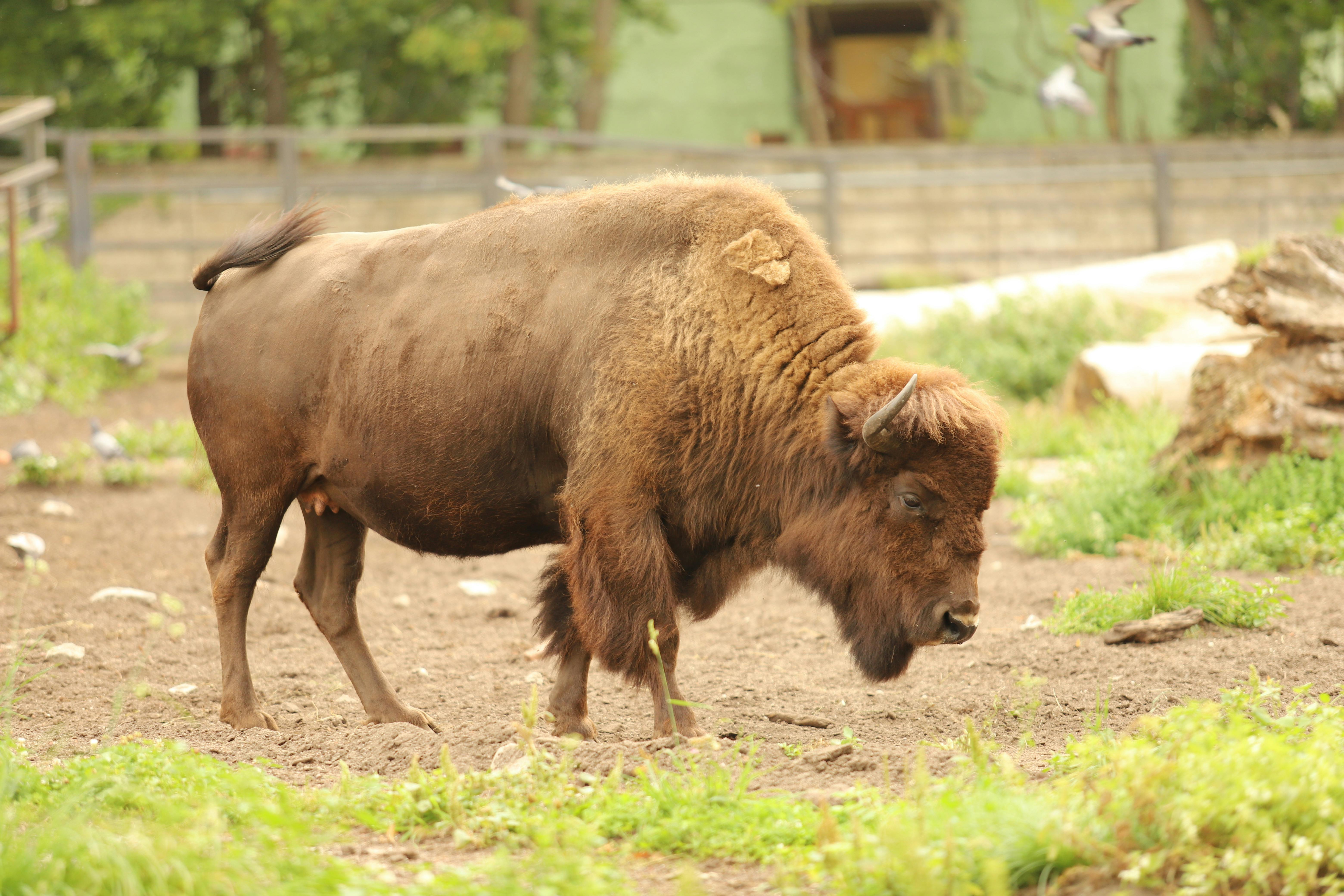 Close-Up Shot of a Bison · Free Stock Photo