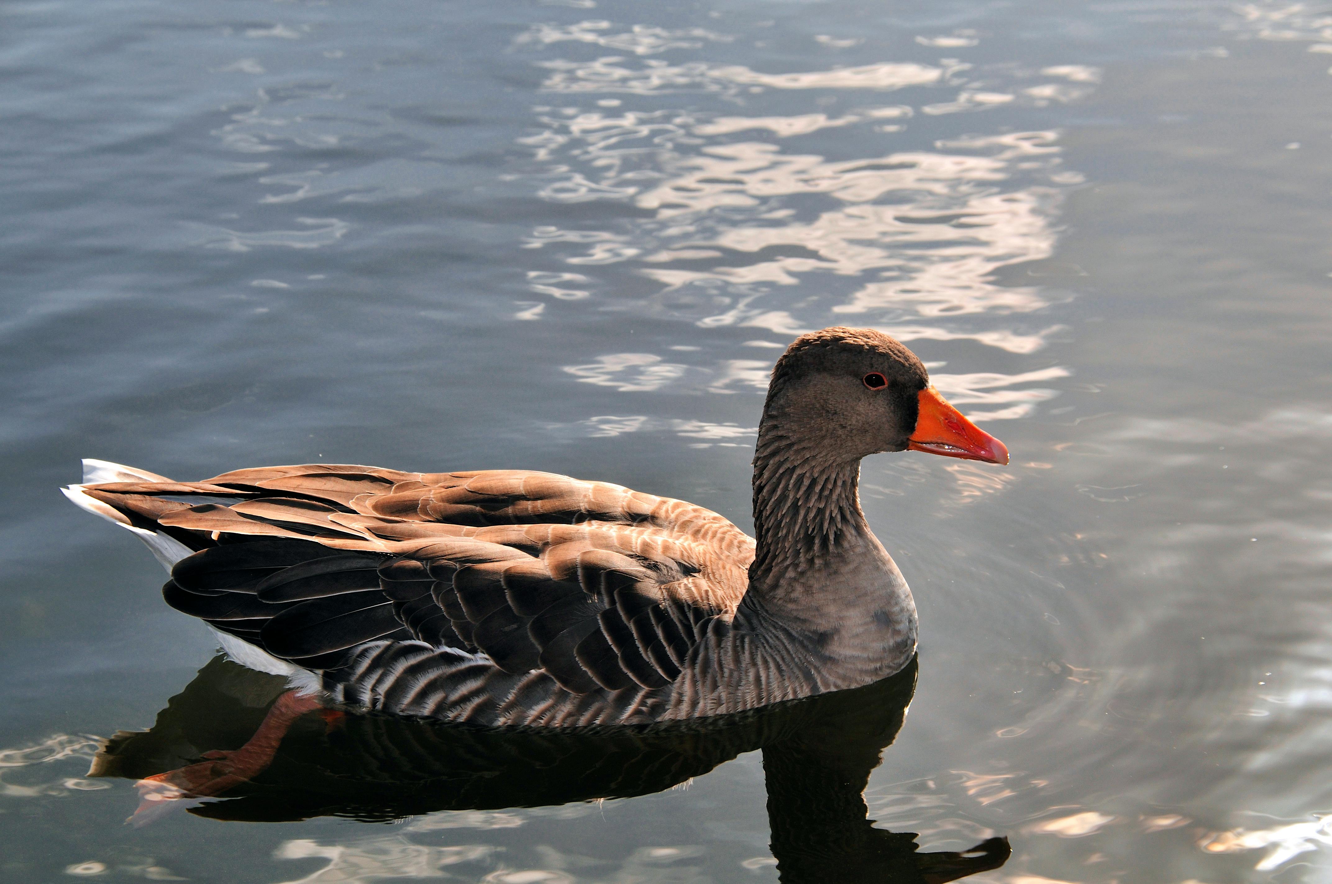 Portrait Photography of Goose · Free Stock Photo