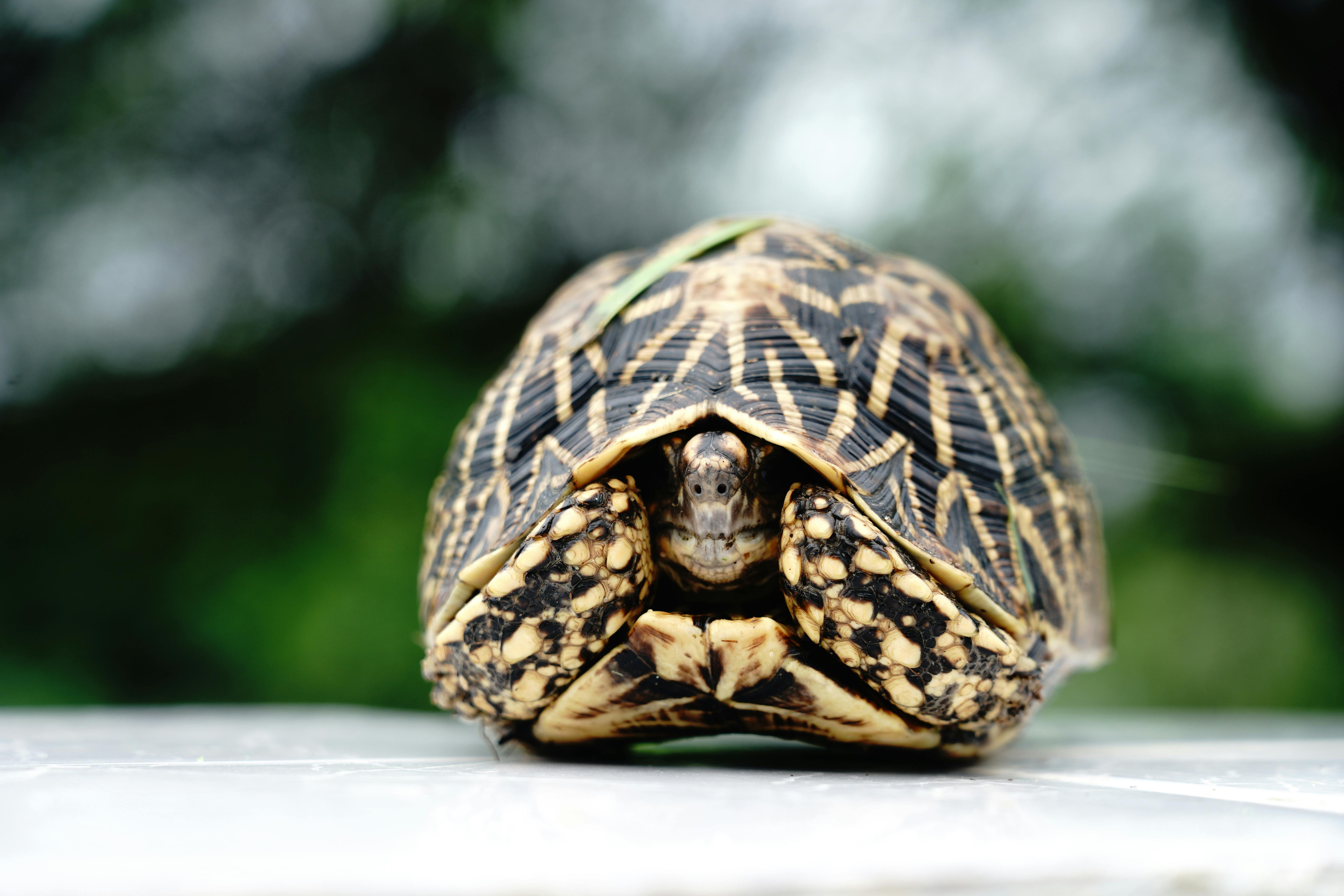 Indian Star Turtle Photos, Download Free Indian Star Turtle Stock ...