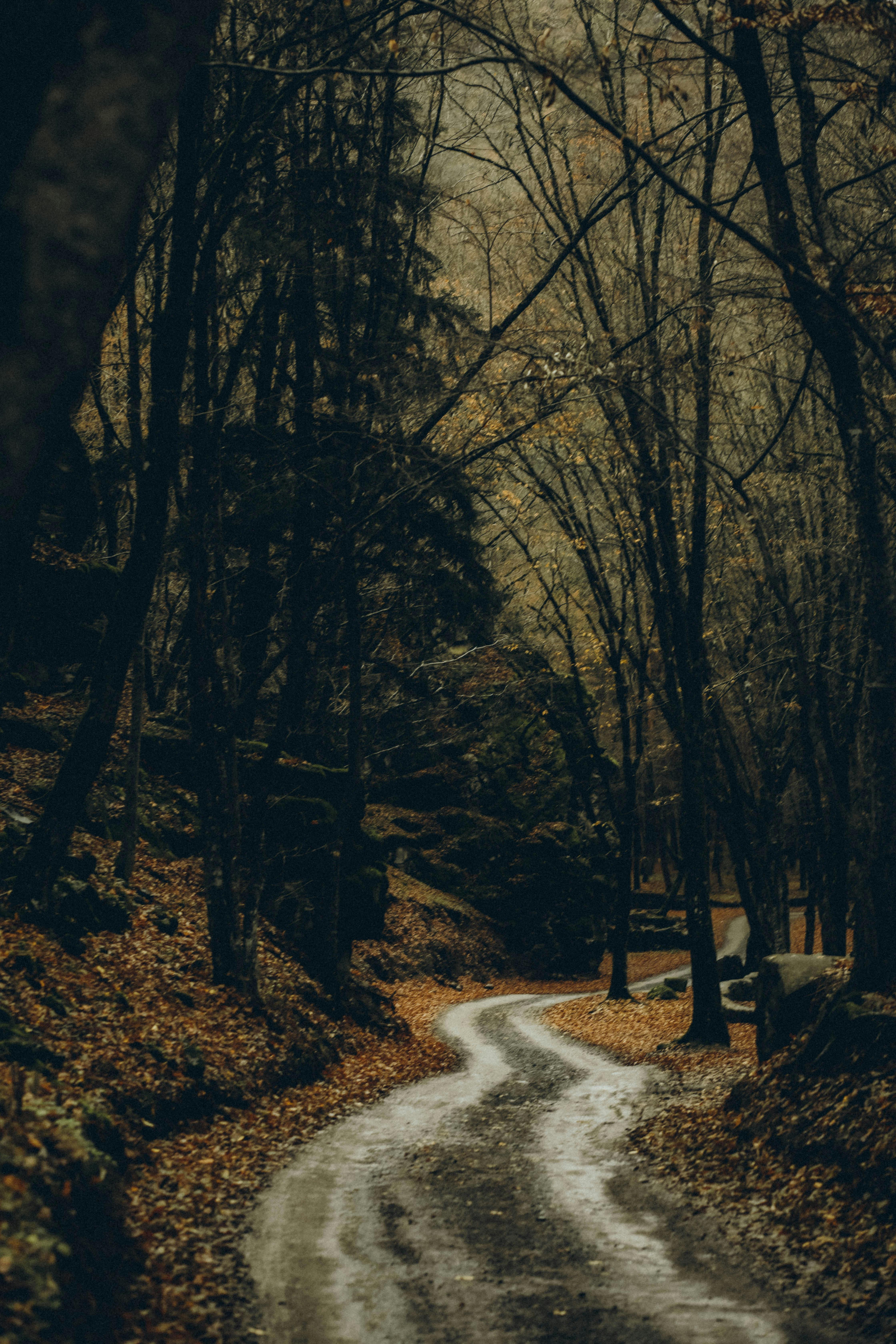 Gray Pathway in between Bare Trees · Free Stock Photo