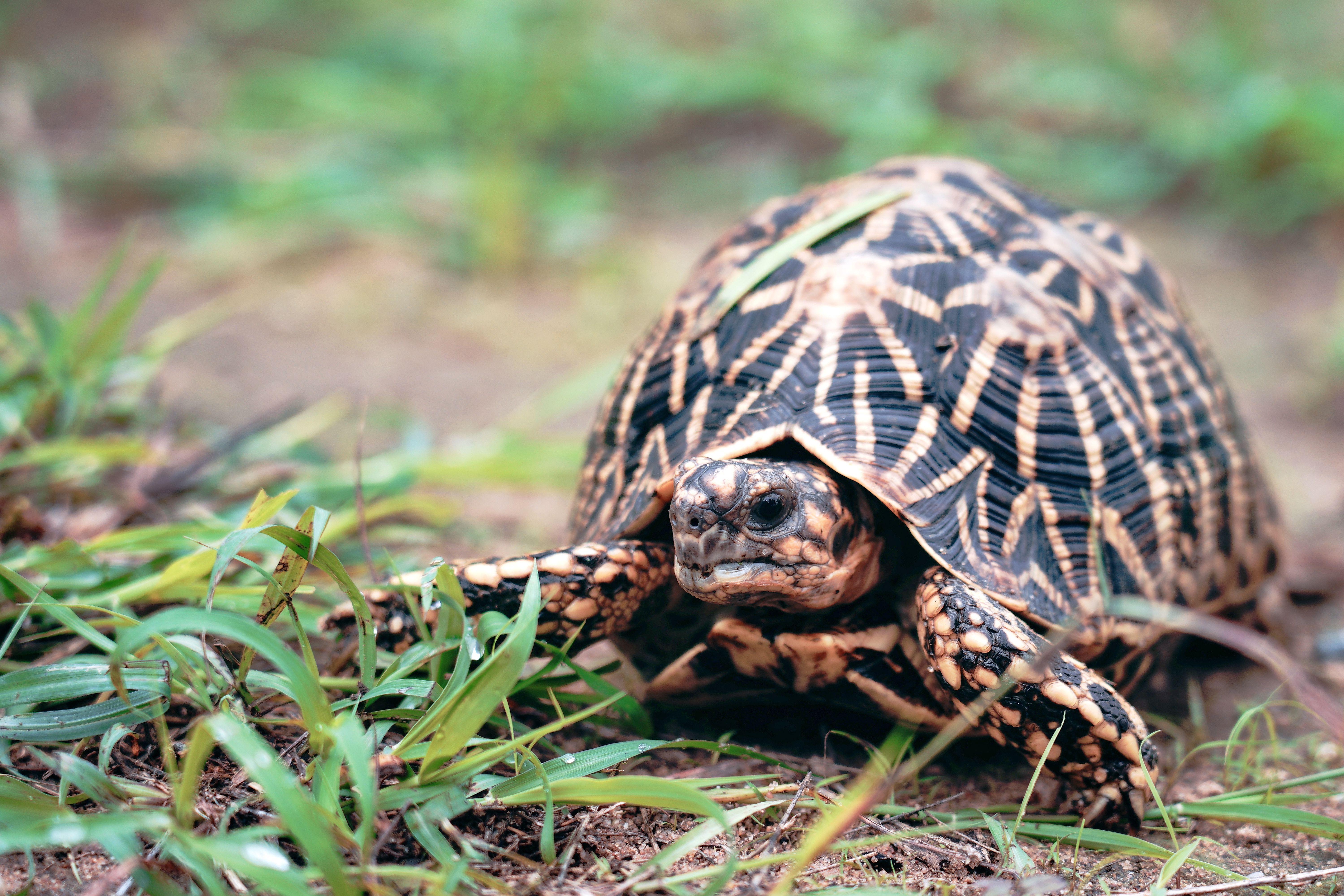 Indian Star Tortoises Photos, Download The BEST Free Indian Star ...