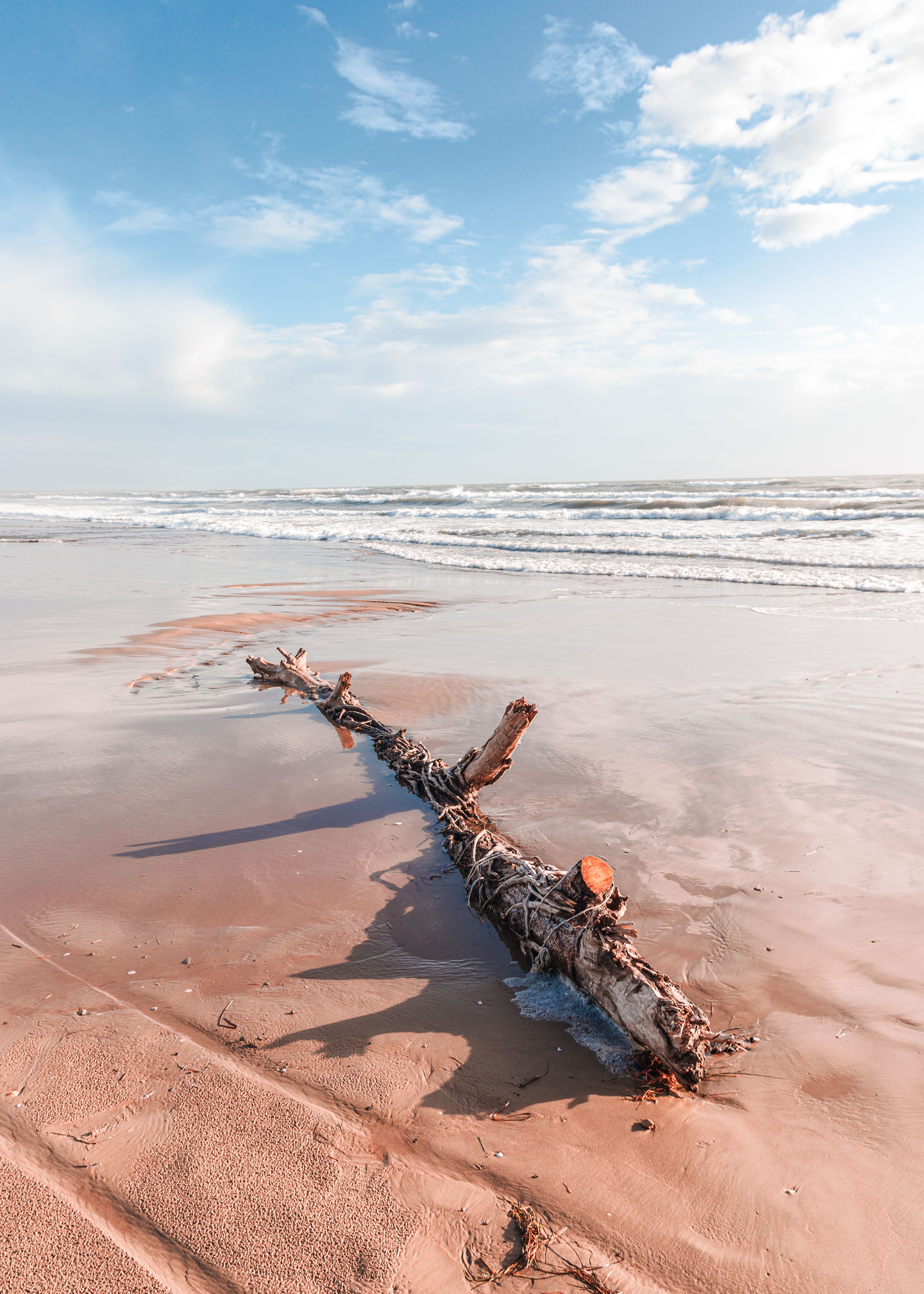 Photo of Log on the Beach during Daytime · Free Stock Photo