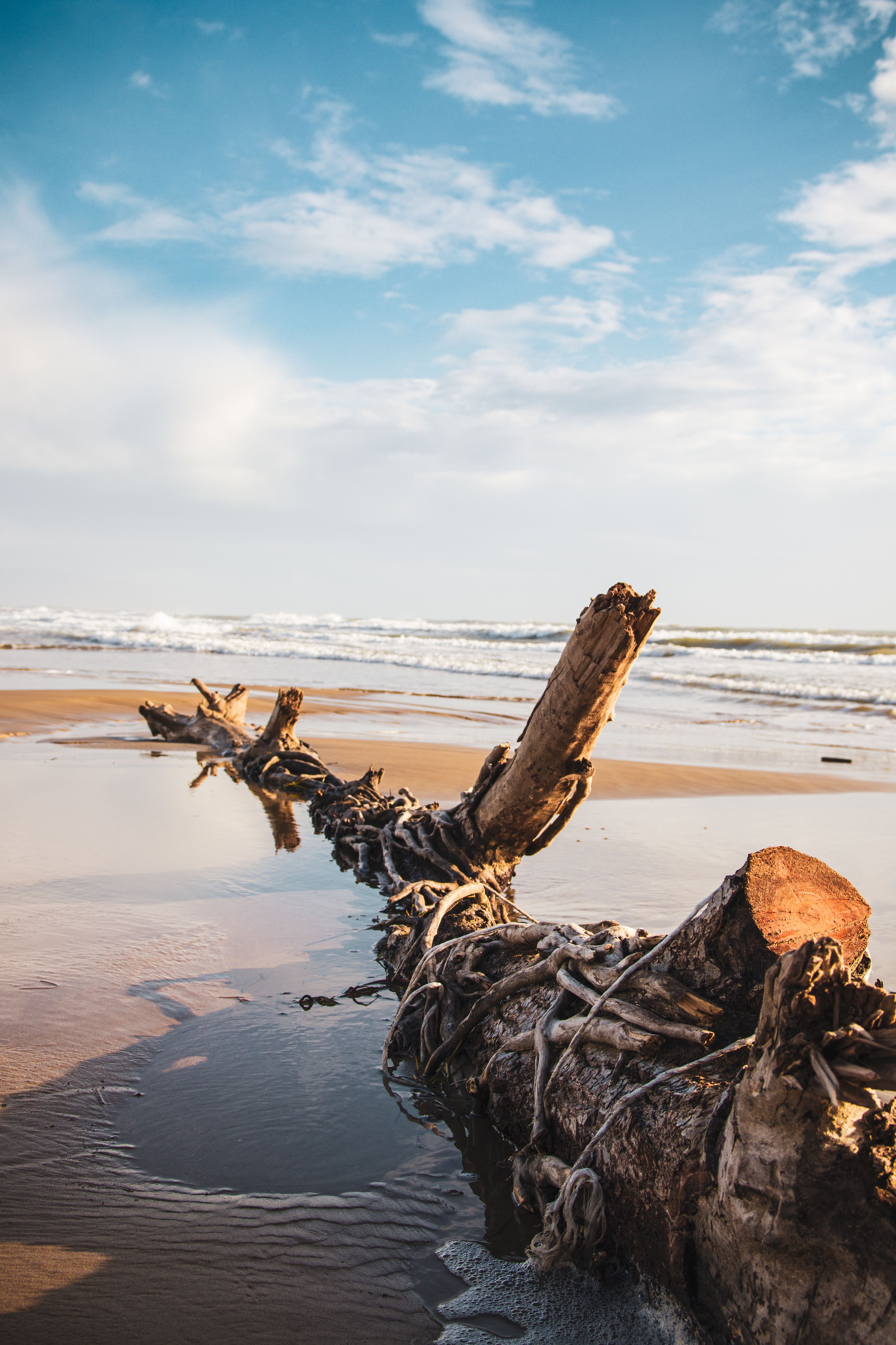 Vertical Shot of a Branch on the Beach · Free Stock Photo