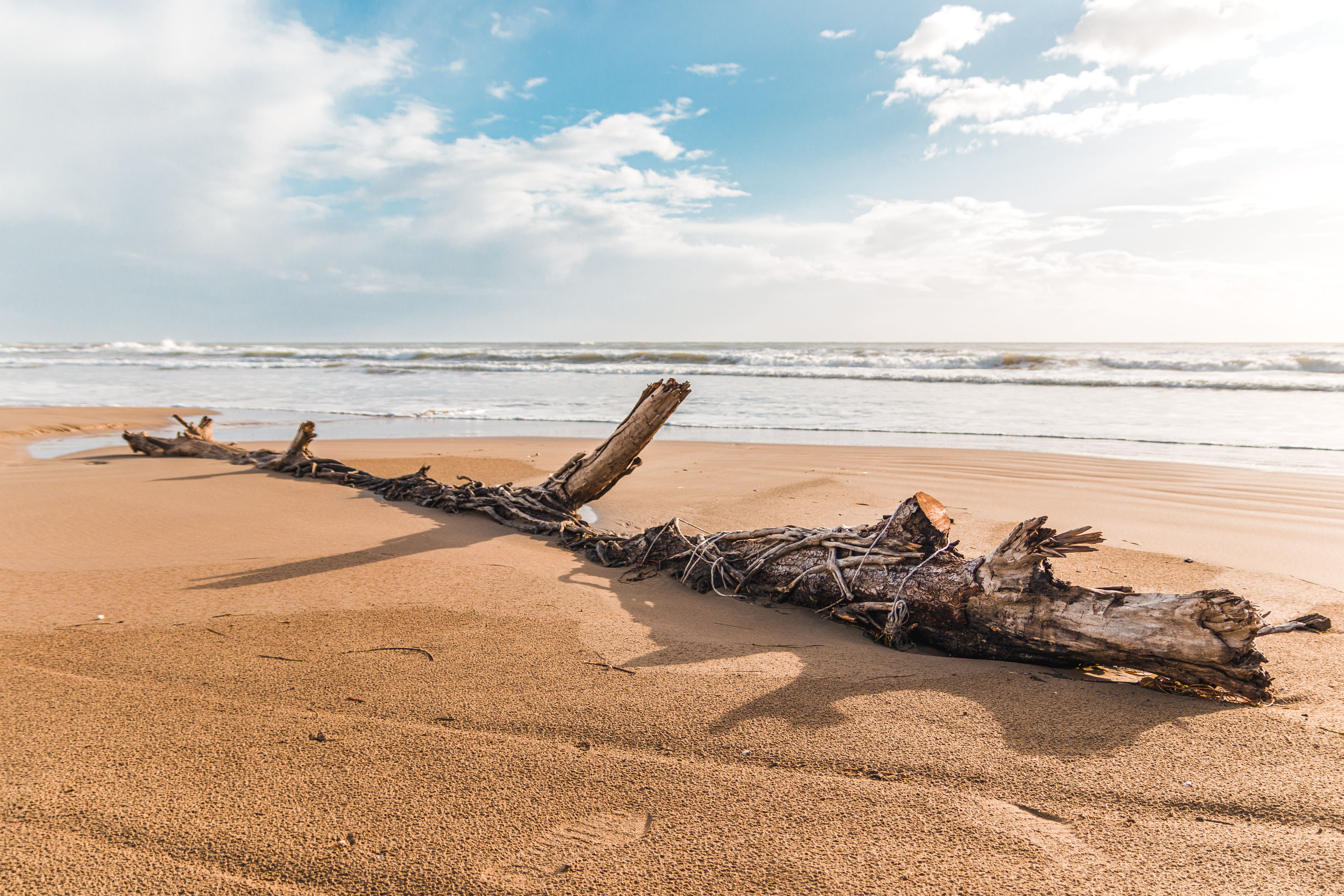 Close-up of a Branch on the Beach · Free Stock Photo