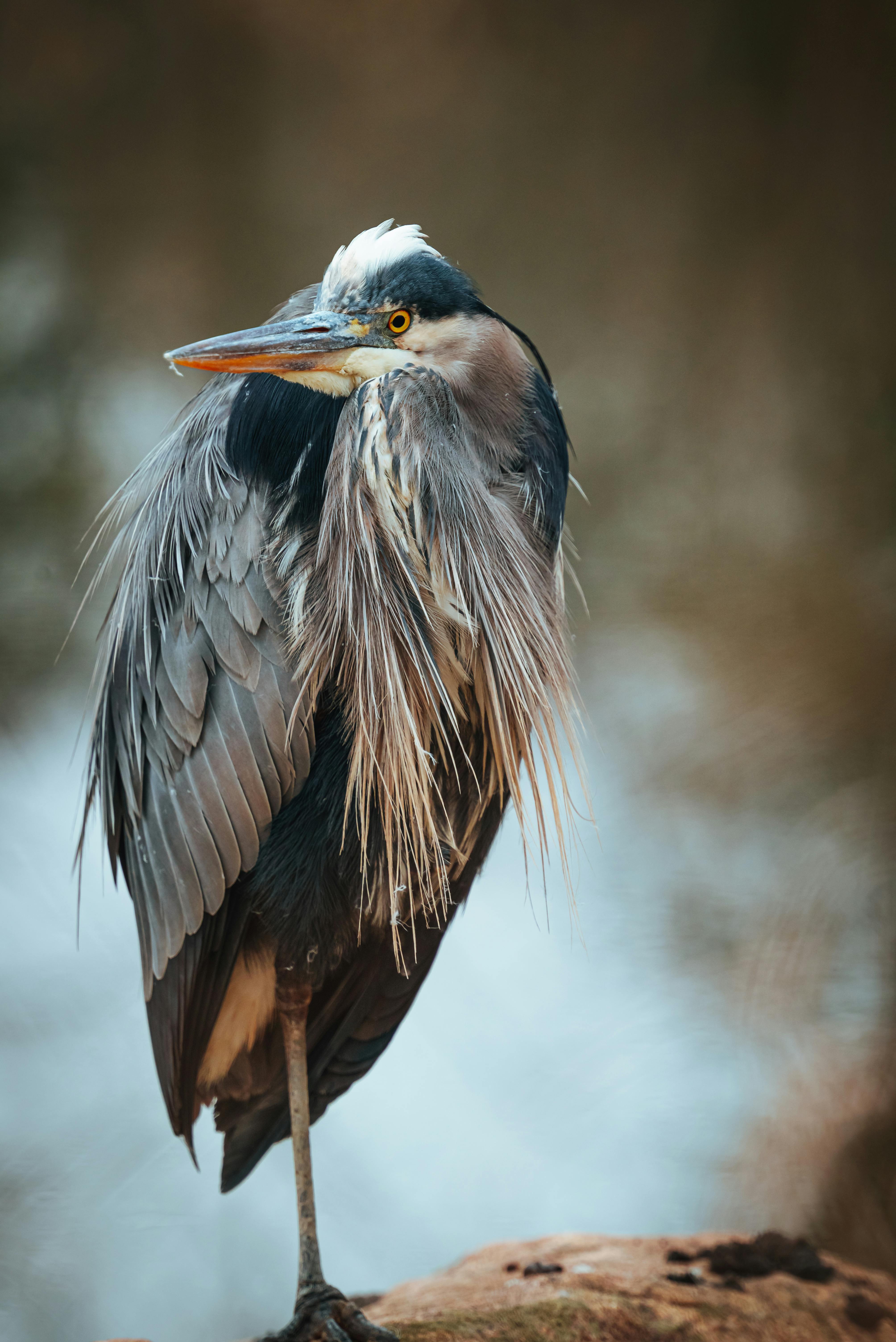 Great Blue Heron Photos, Download The BEST Free Great Blue Heron Stock ...