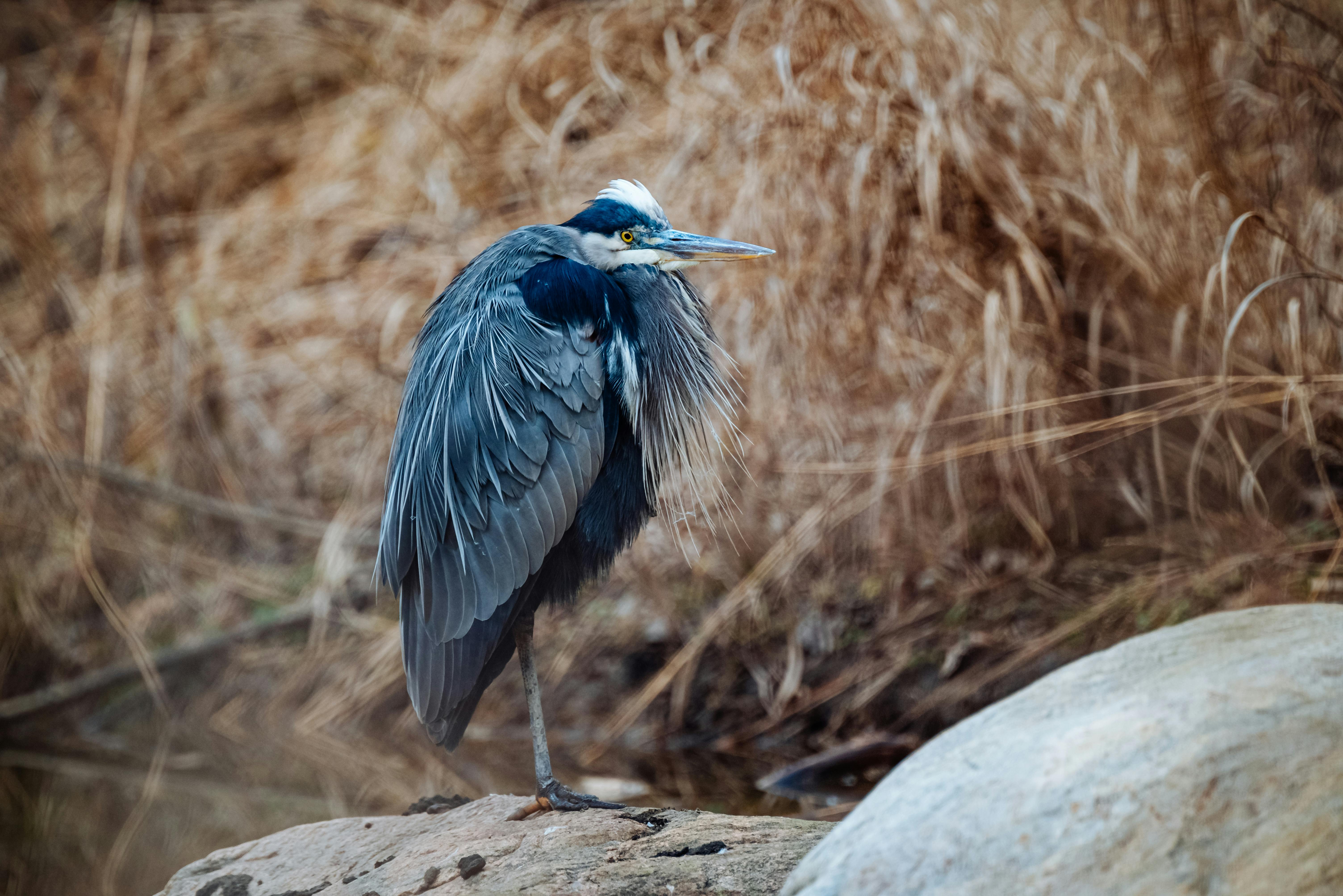 Blue Heron And Dragonfly Photos, Download The BEST Free Blue Heron And ...