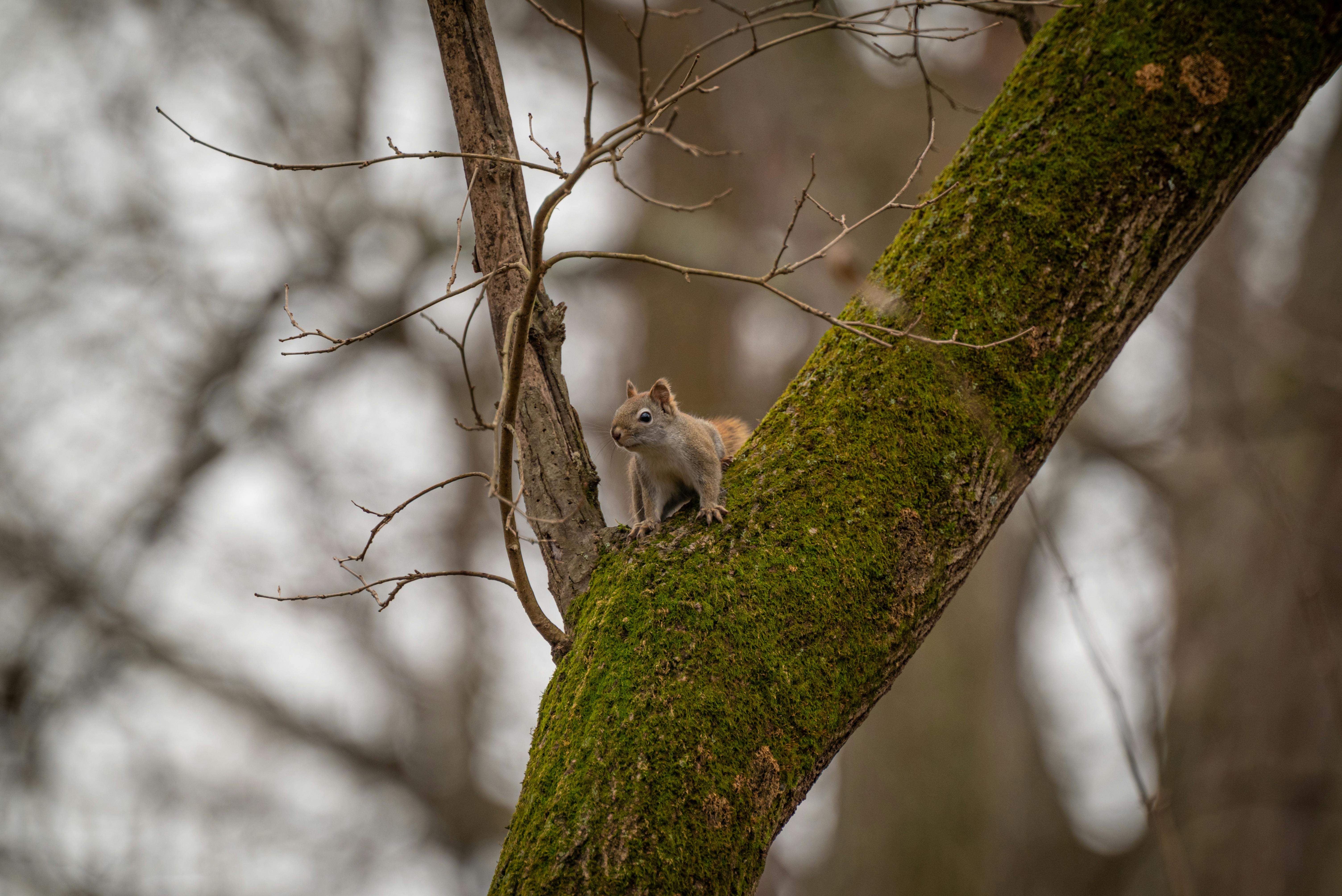 A Squirrel on a Tombstone · Free Stock Photo