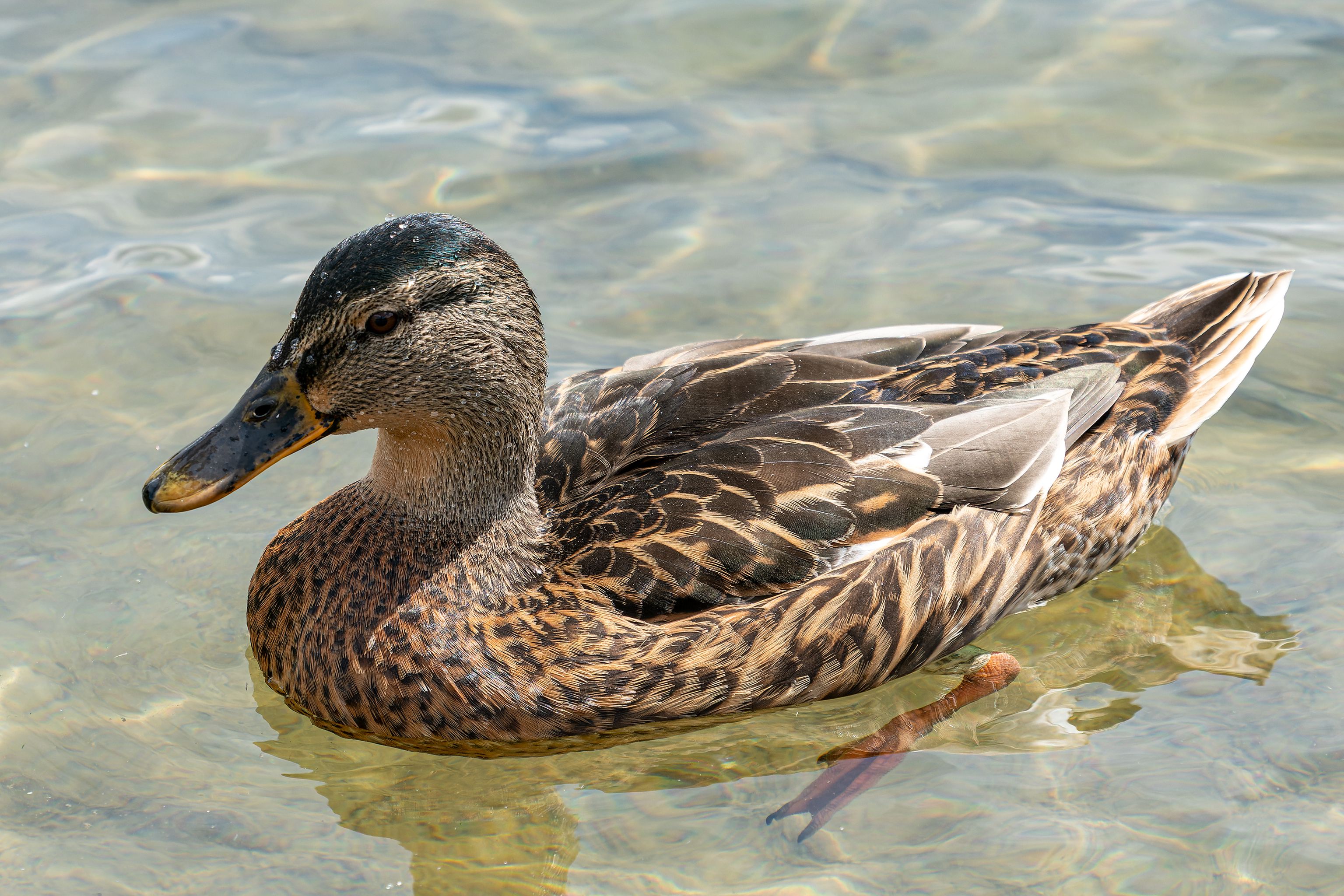Brown Duck on Body of Water · Free Stock Photo