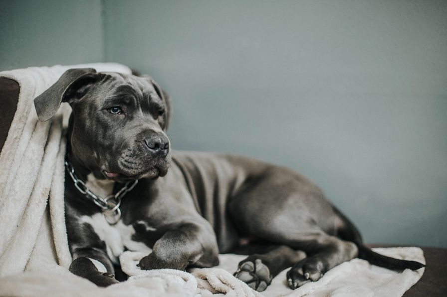 Pit Bulls and Parolees Mariah Saving Lives Together