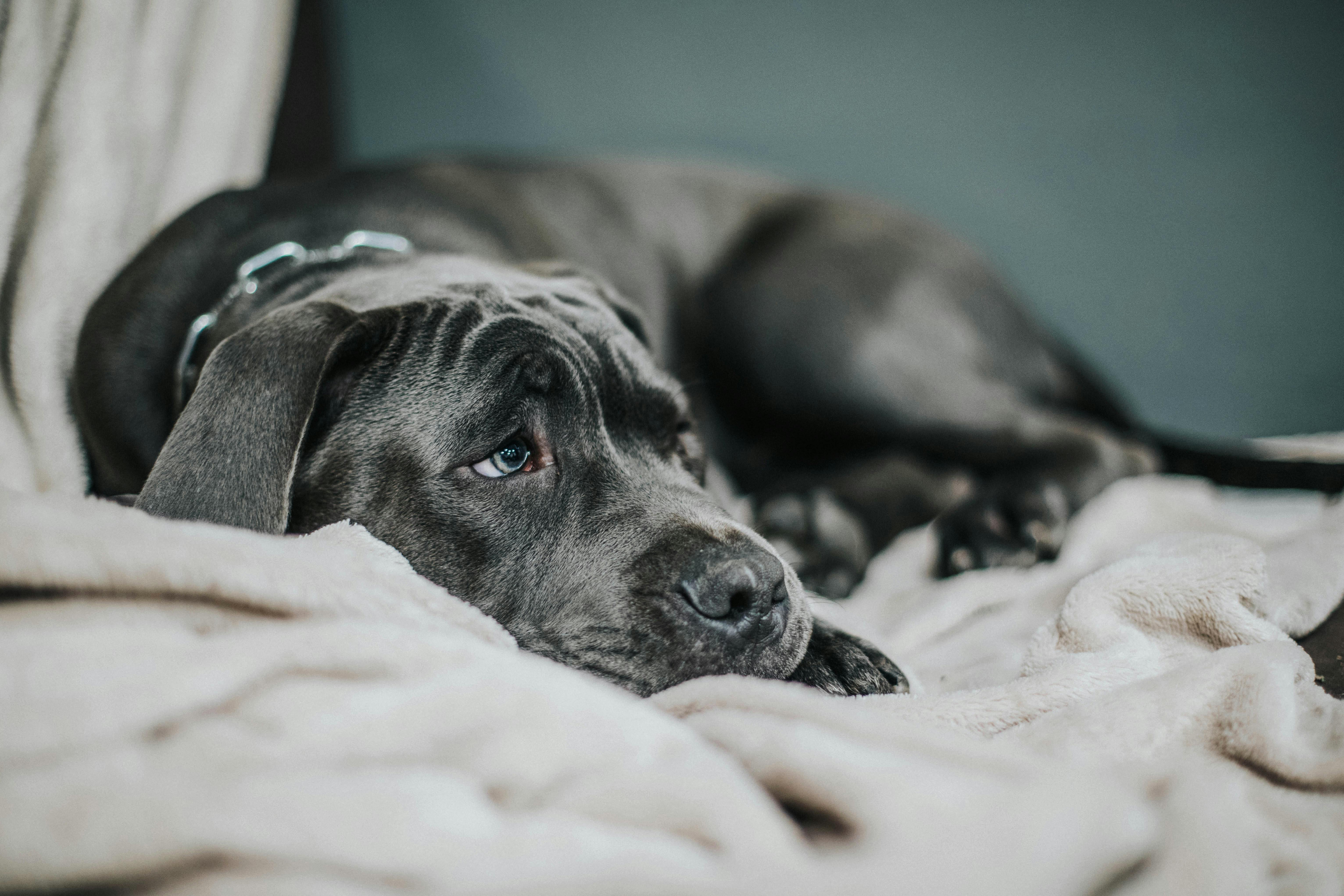 Black Dog Lying Down on White Blanket · Free Stock Photo