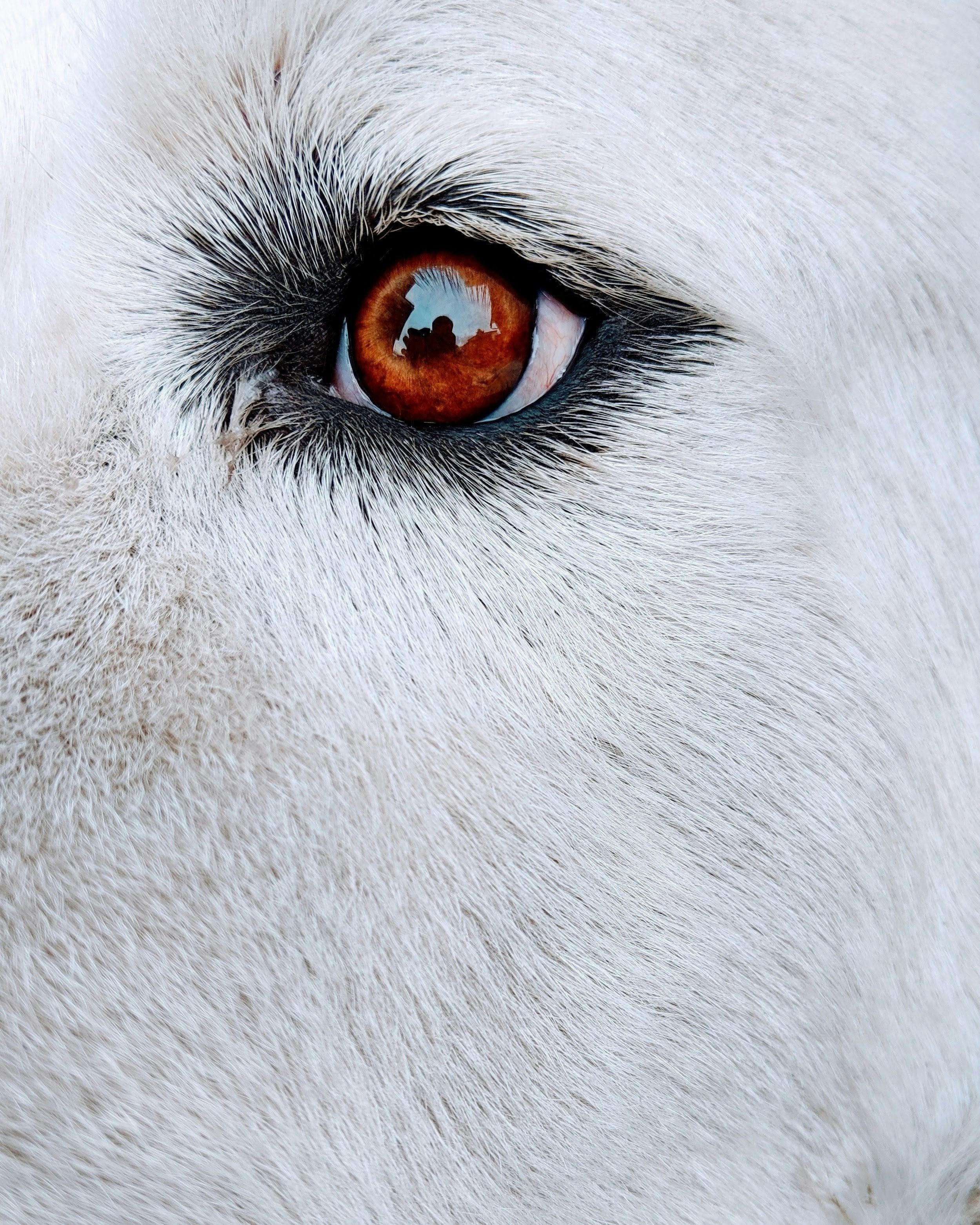 Close-Up Photo of a Dog's Eye · Free Stock Photo