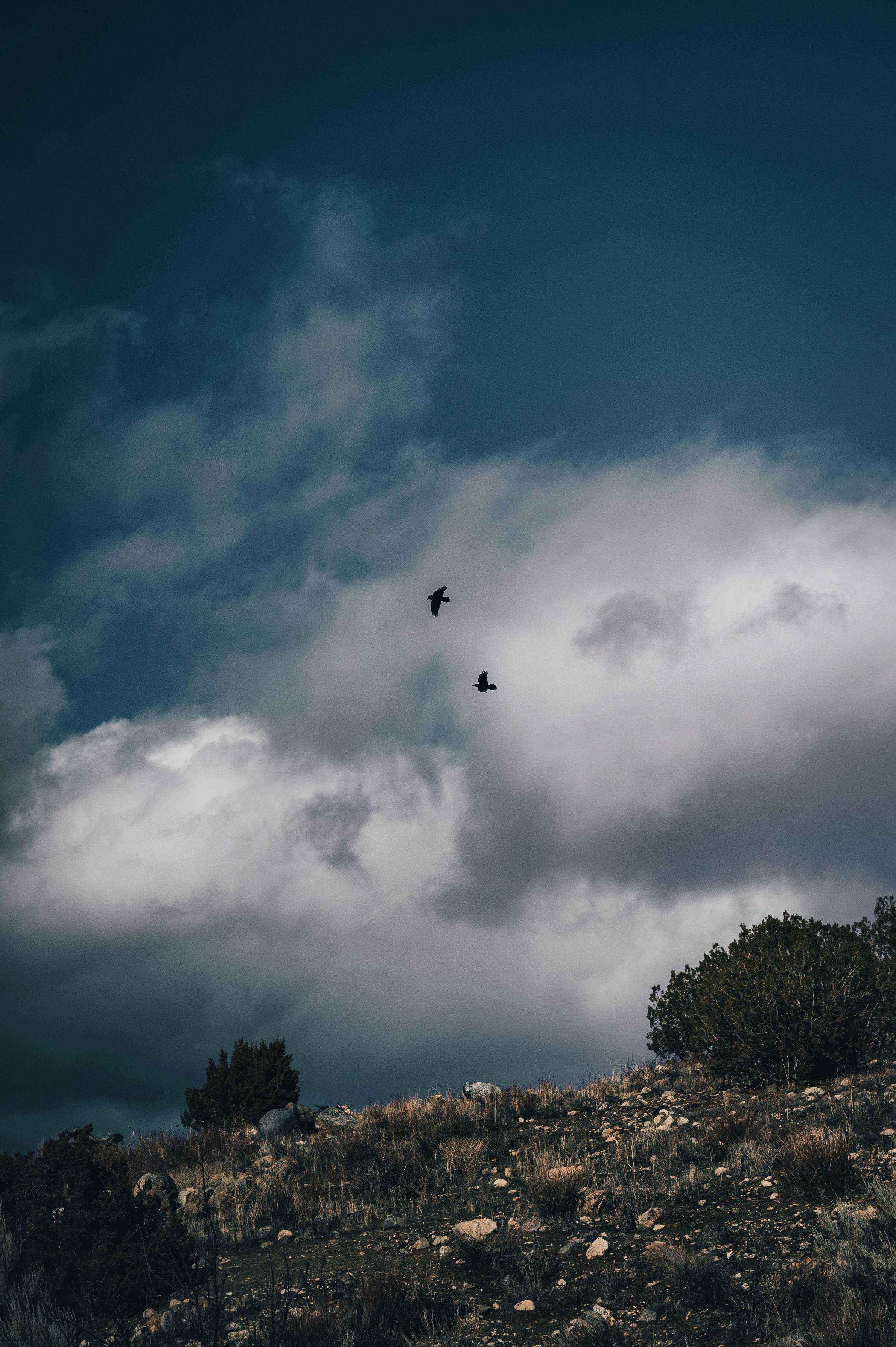 Low Angle Photography of Four Flying Birds · Free Stock Photo