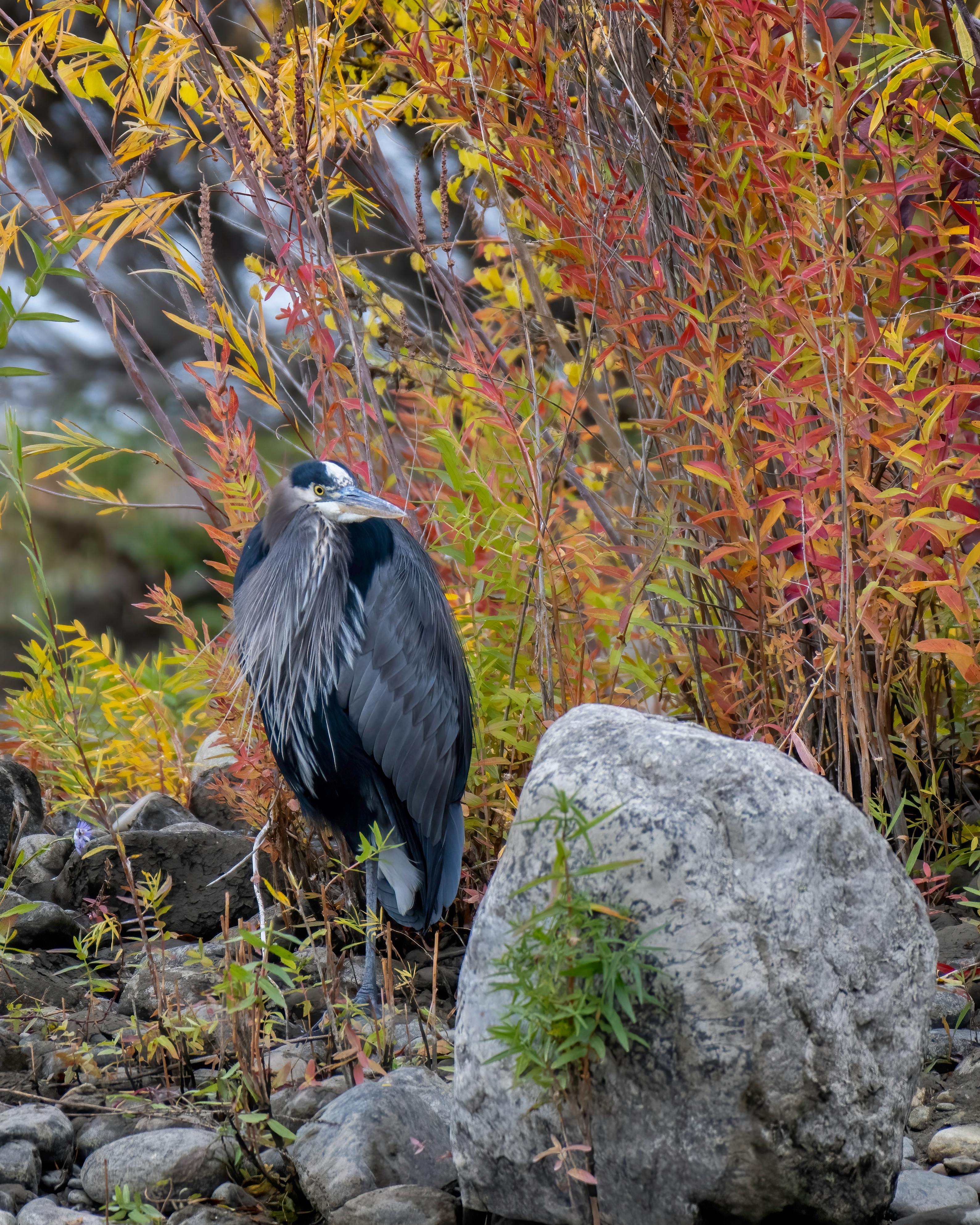 Photo of a Head of a Heron Bird · Free Stock Photo