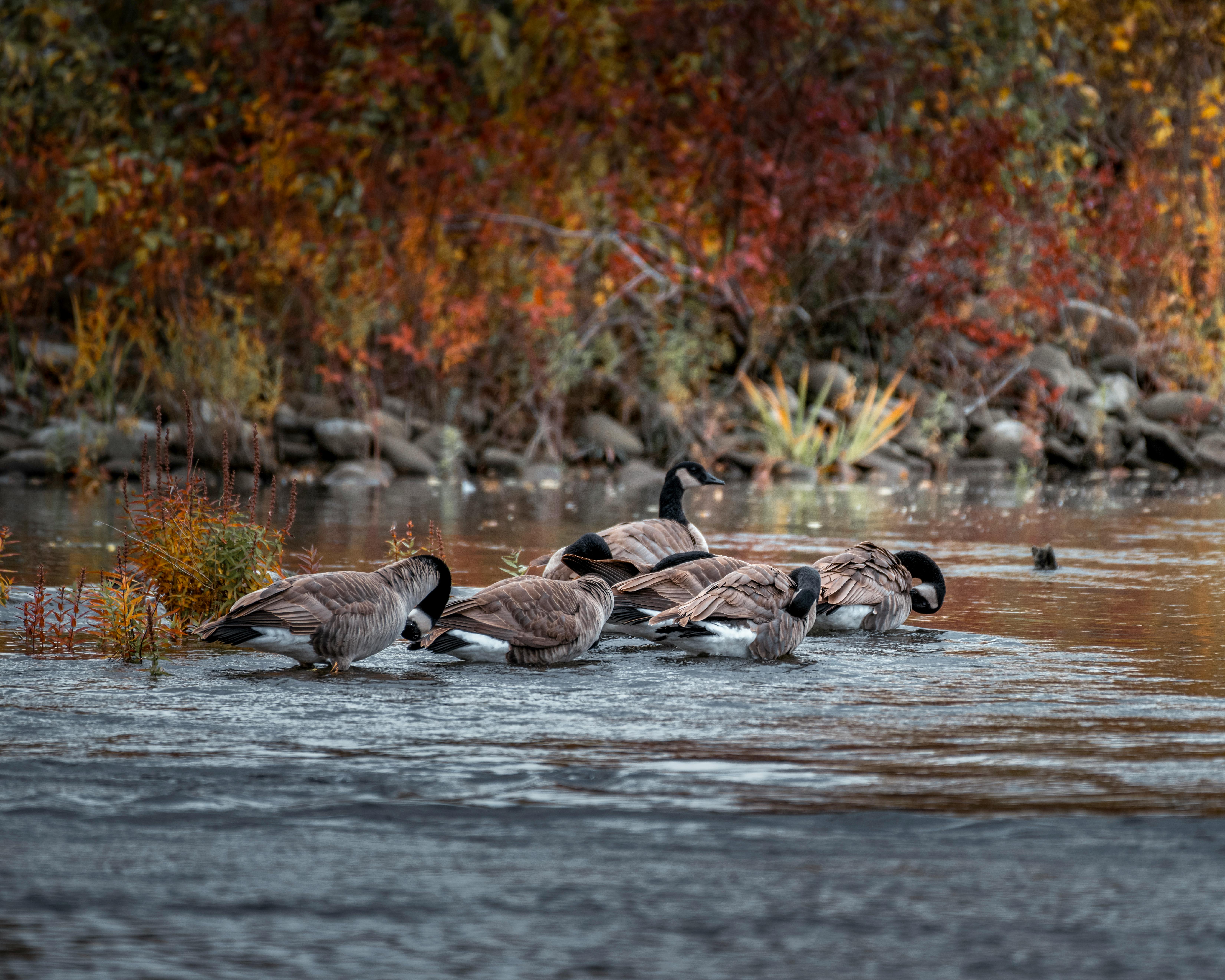 Geese on Body of Water · Free Stock Photo
