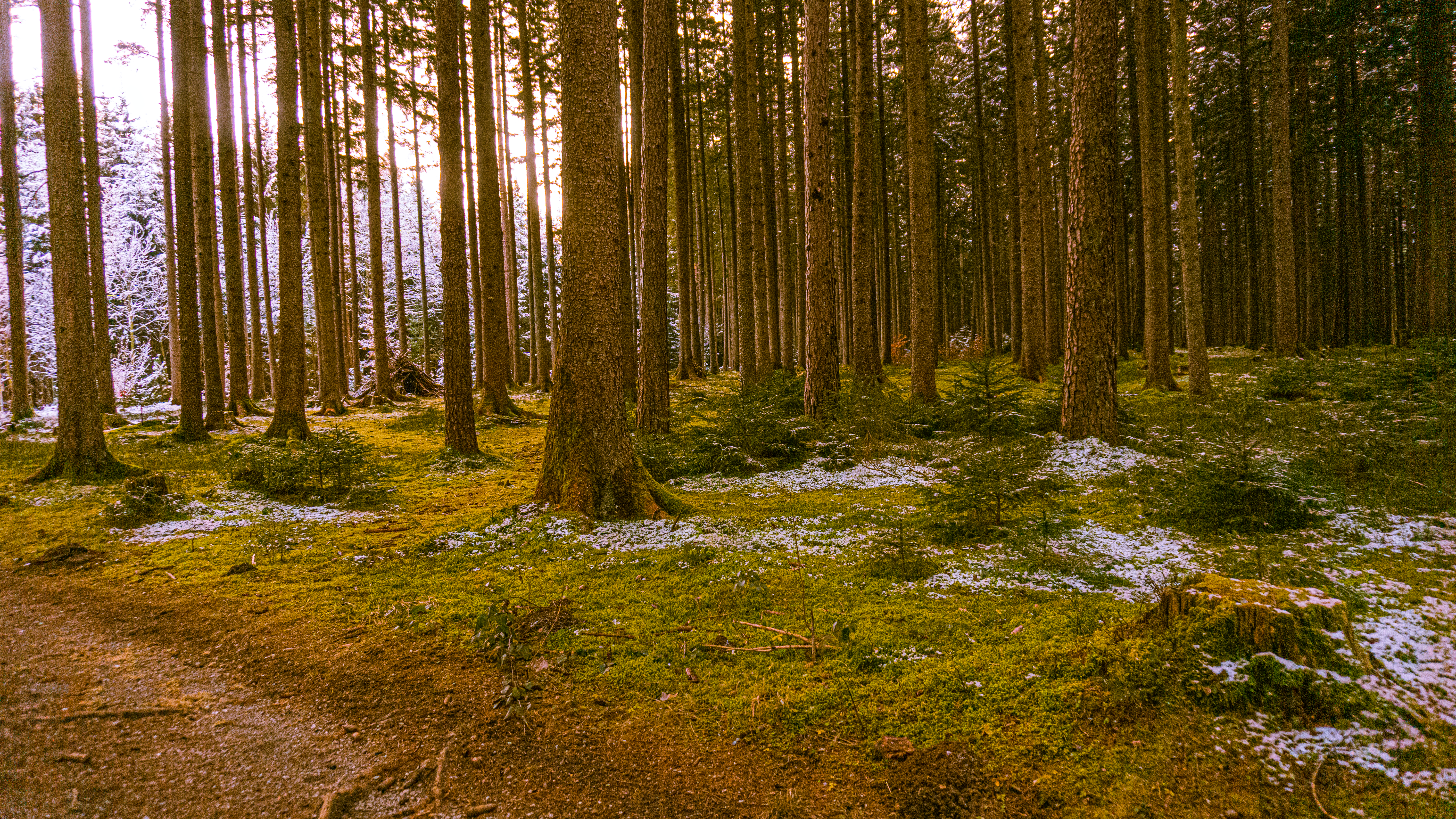 Trees in the Forest · Free Stock Photo