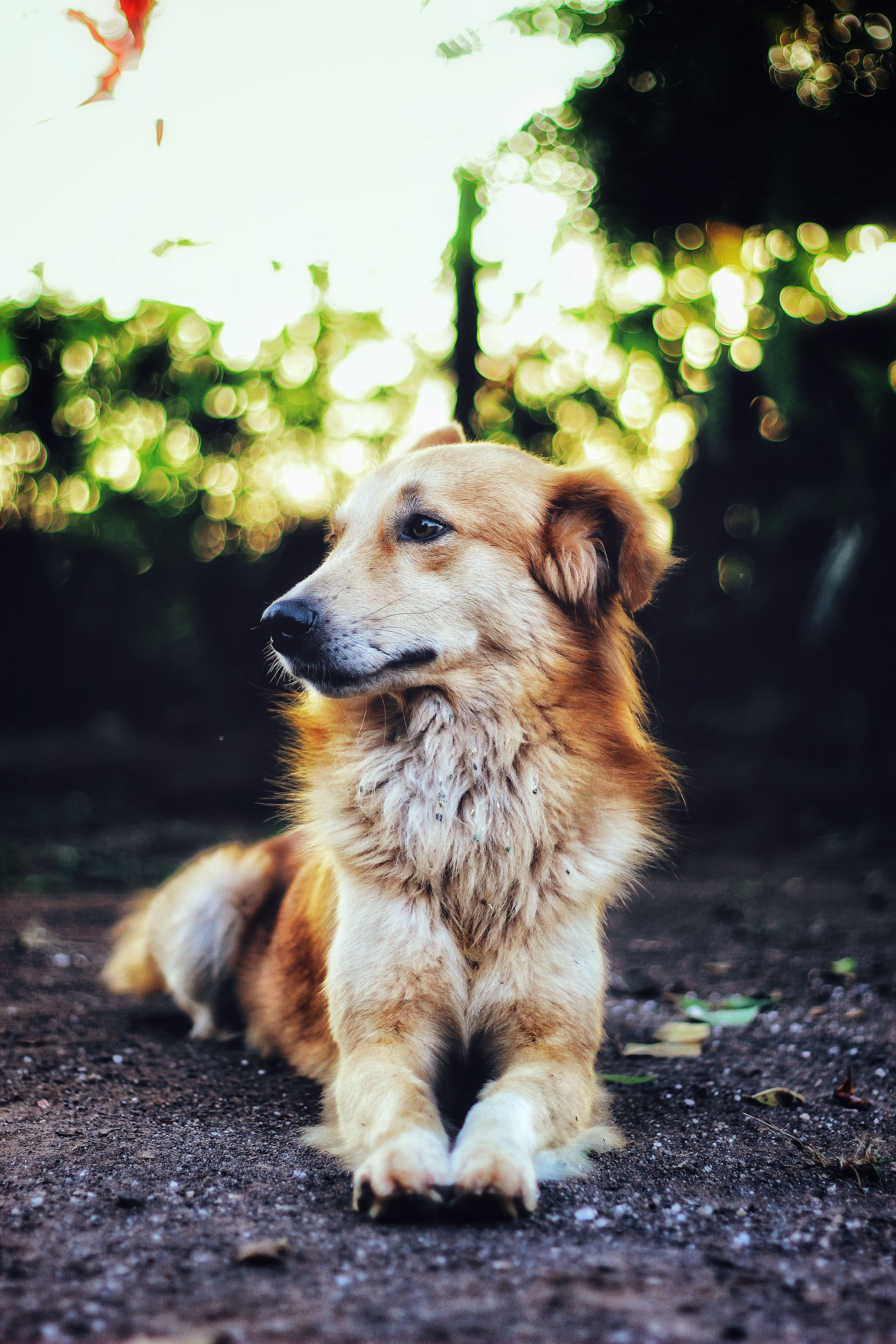Photo of a Cute Sitting Dog · Free Stock Photo