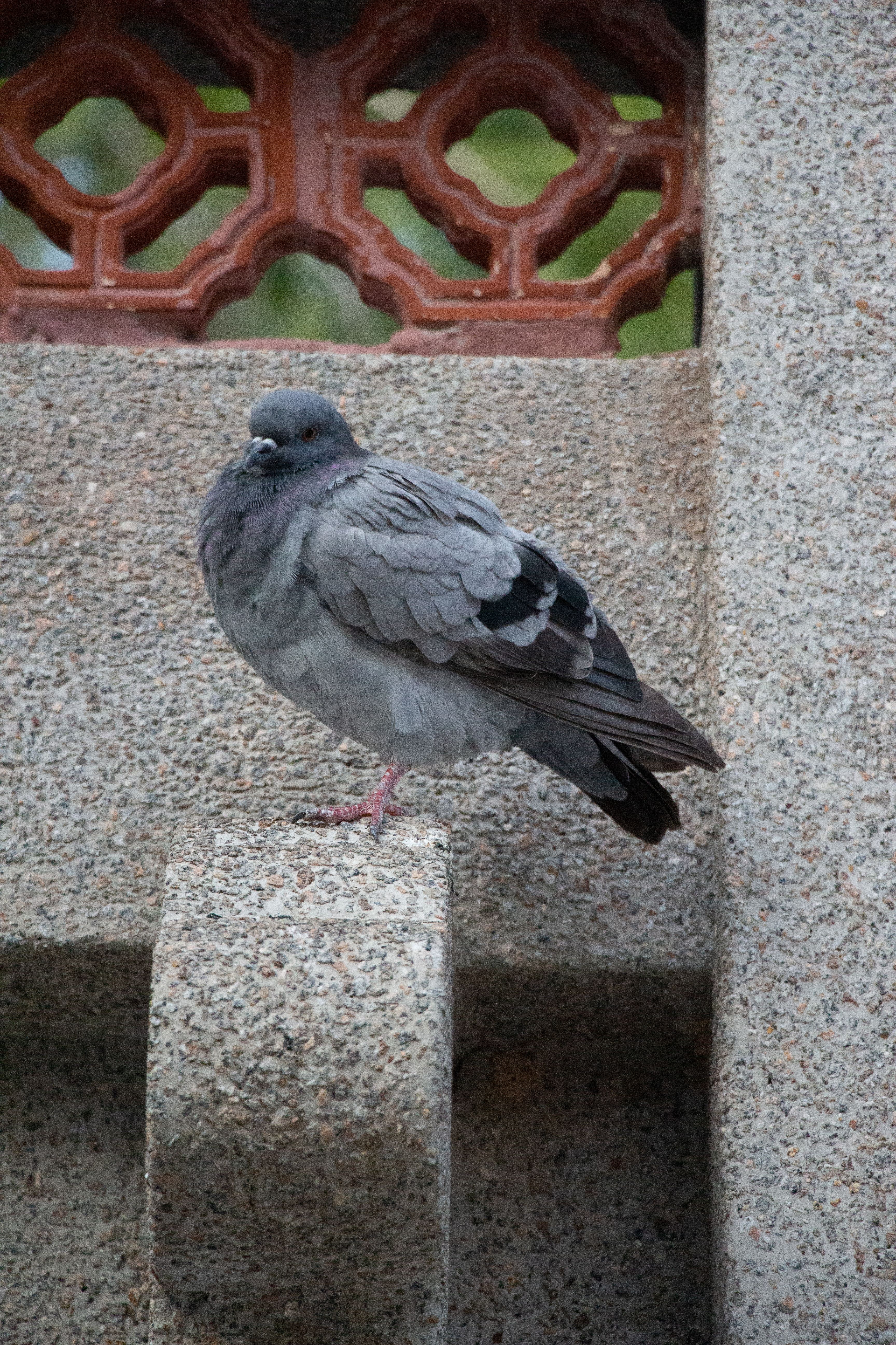 Pigeon Perched on a Wall · Free Stock Photo