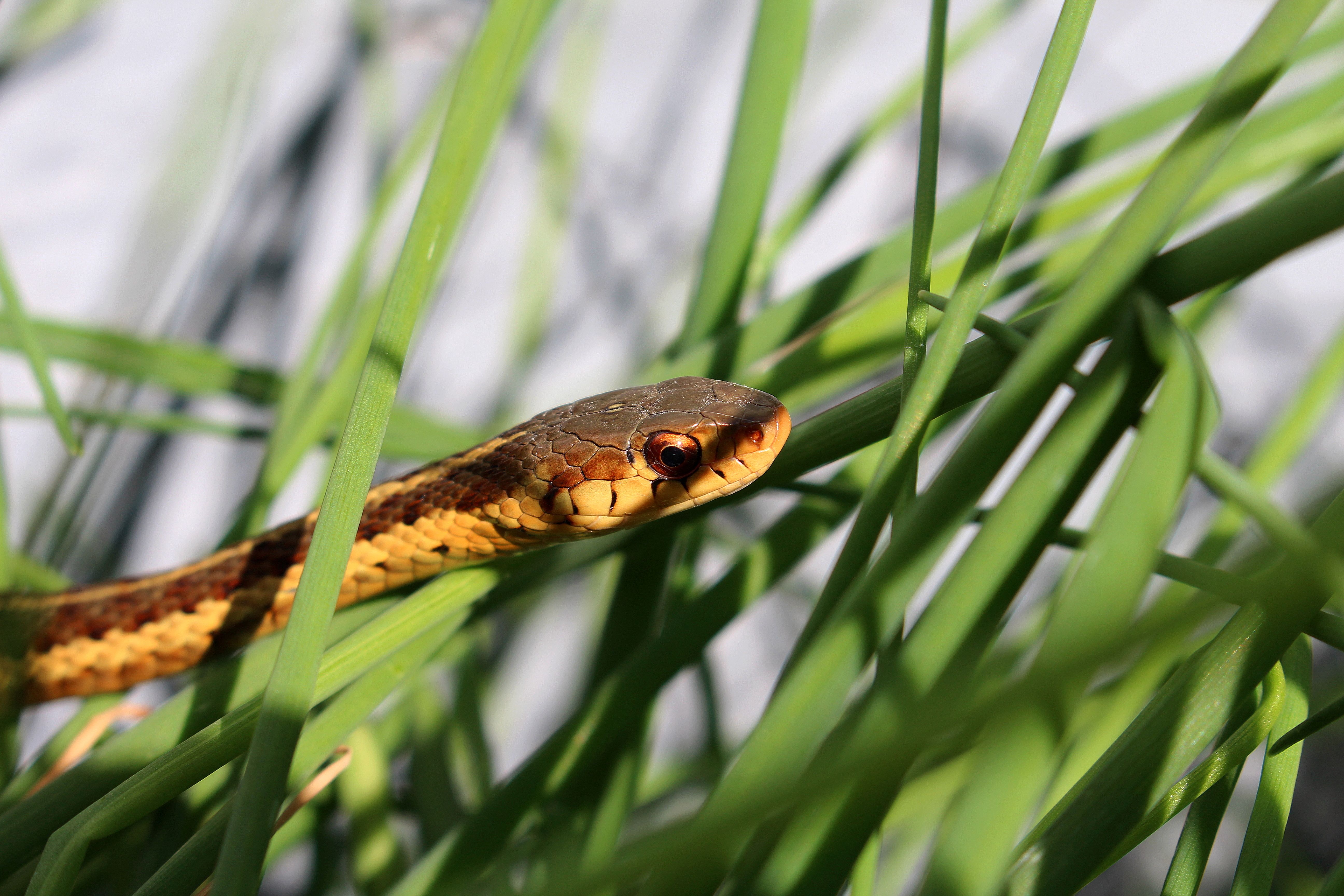 Snake In Close Up Photography · Free Stock Photo