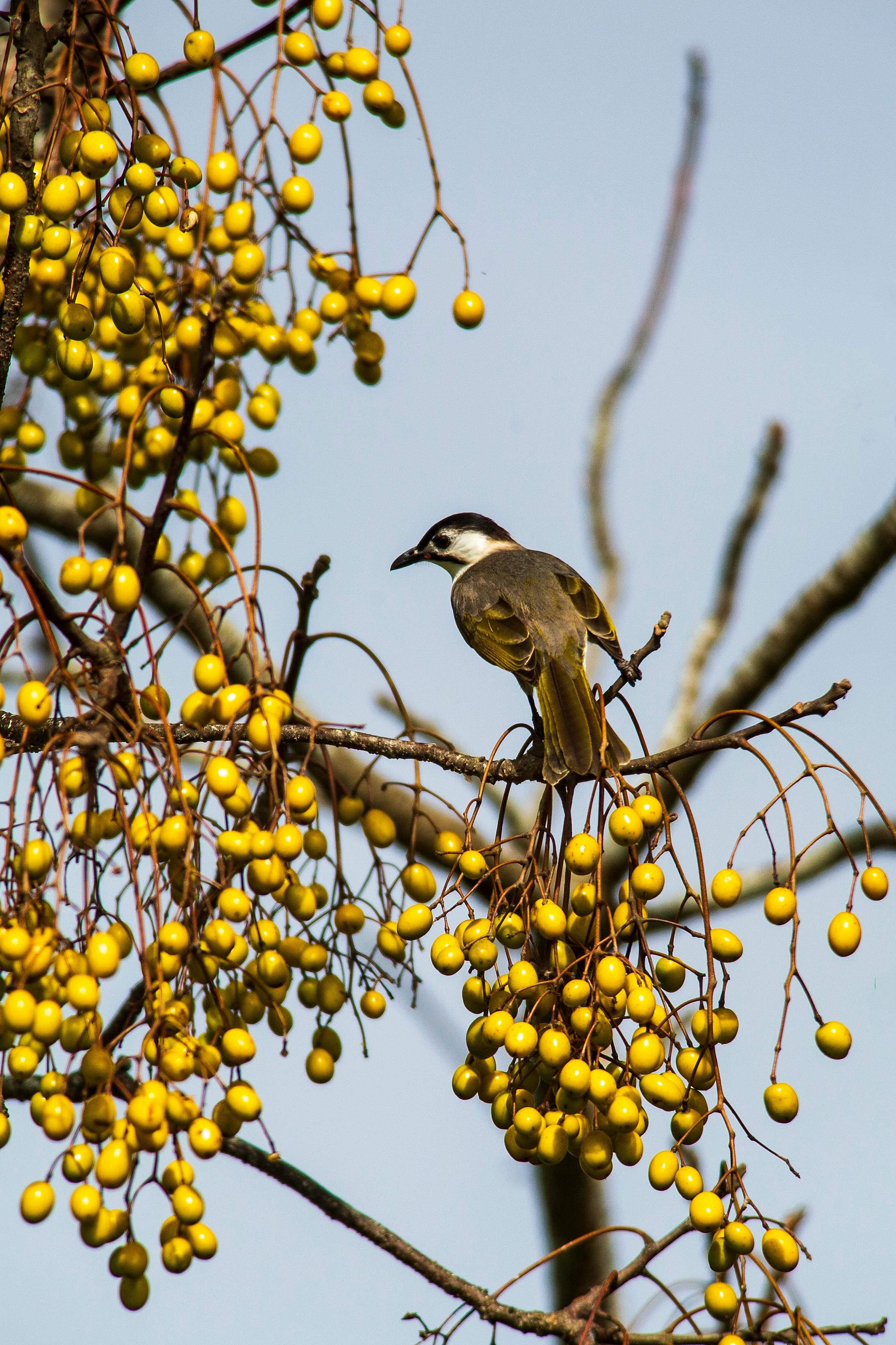 Styan's Bulbul Perched on a Tree Branch · Free Stock Photo