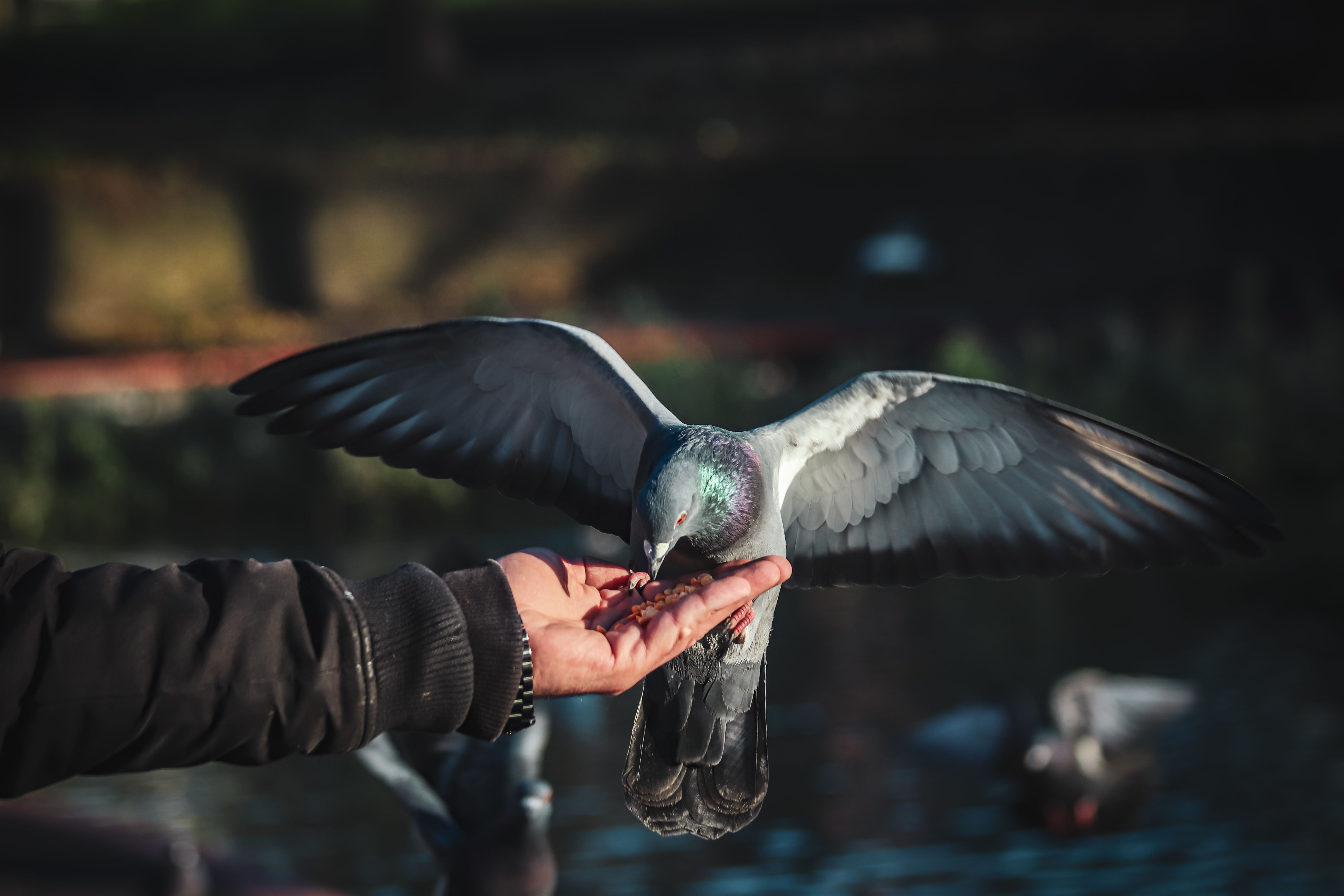 Parakeet Biting Hand · Free Stock Photo