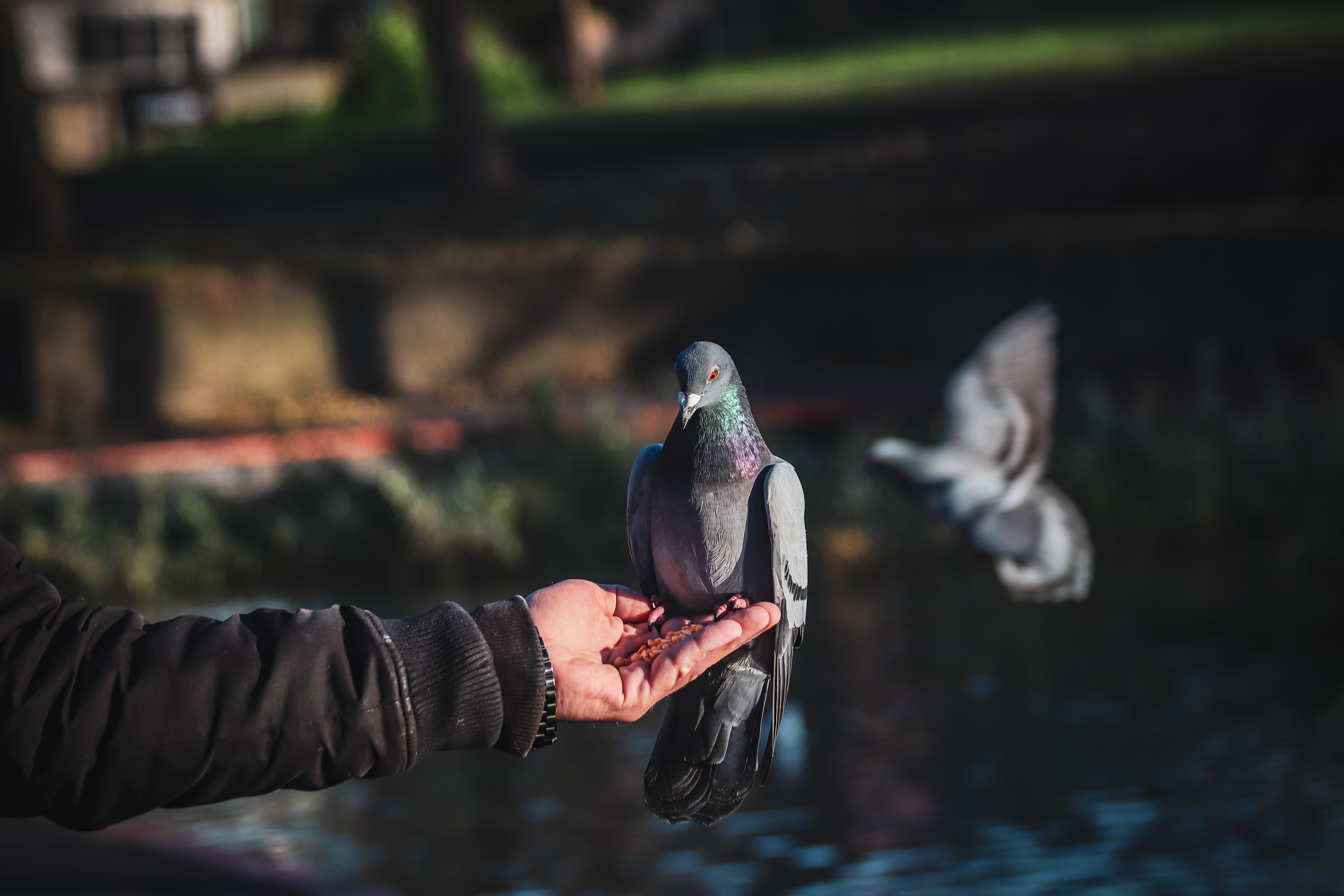 Man Holding Bird Photos, Download The BEST Free Man Holding Bird Stock ...