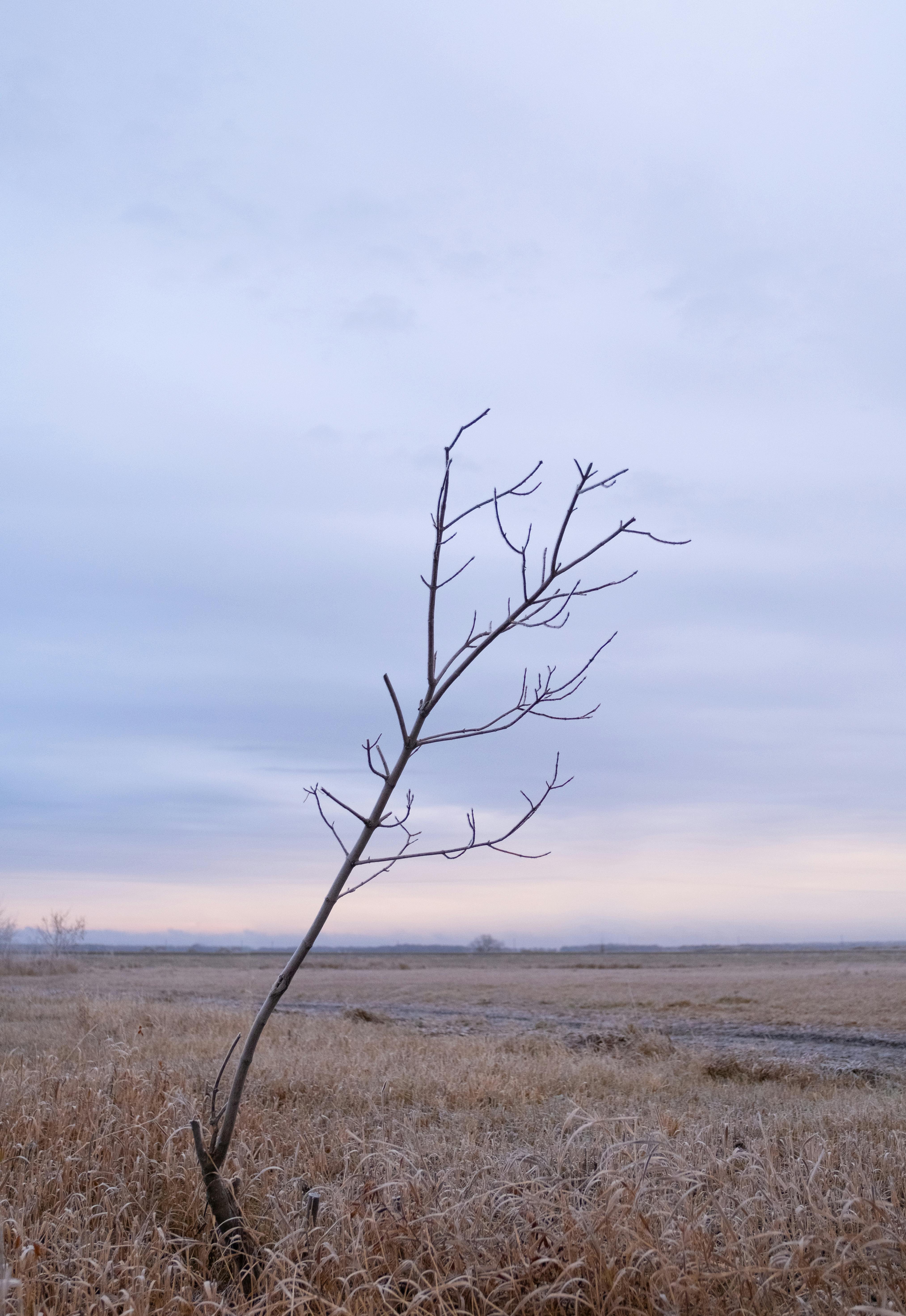Single Bare Tree in Field with Dry Grass · Free Stock Photo