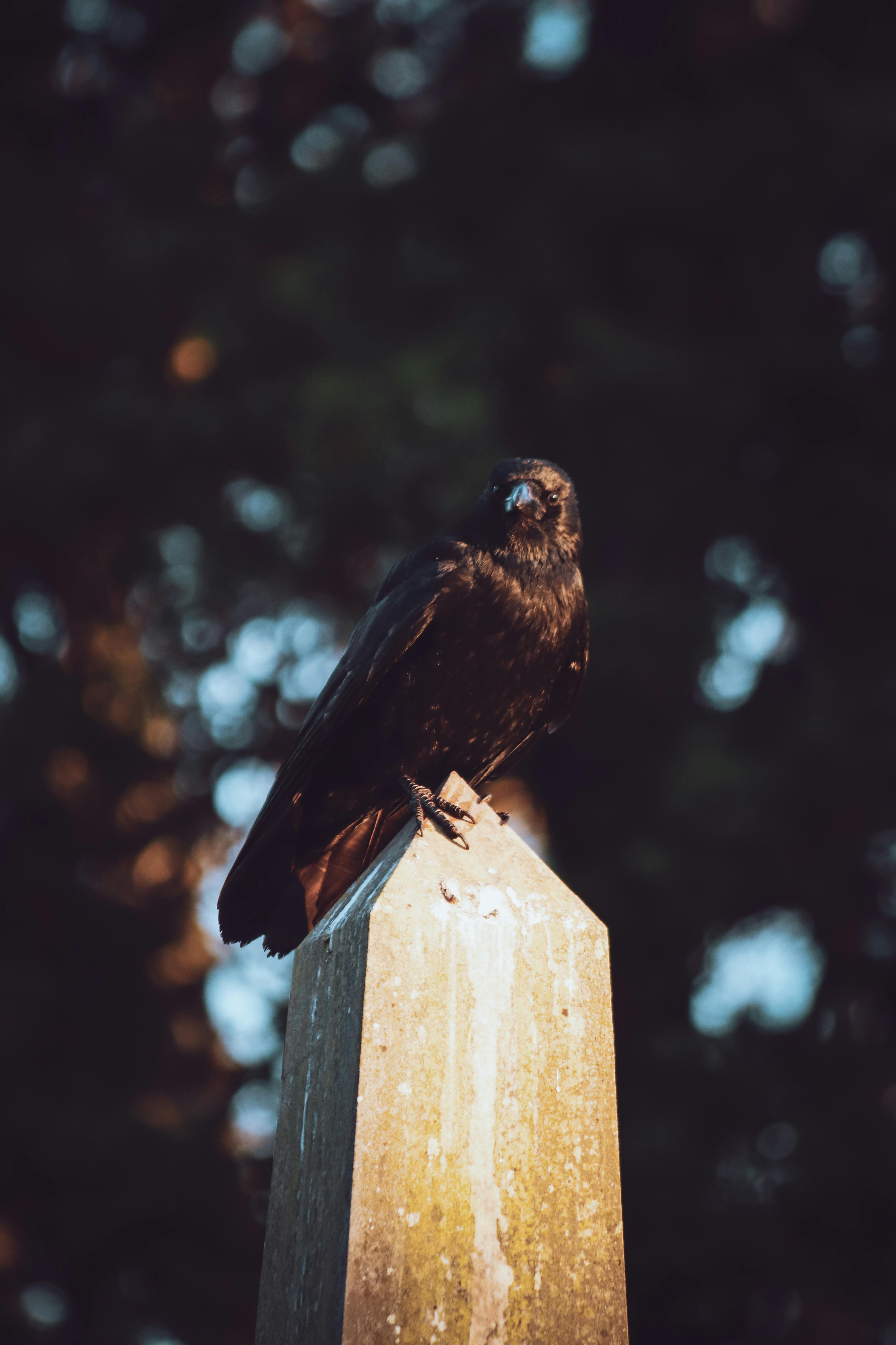 Close-Up Shot of a Raven · Free Stock Photo