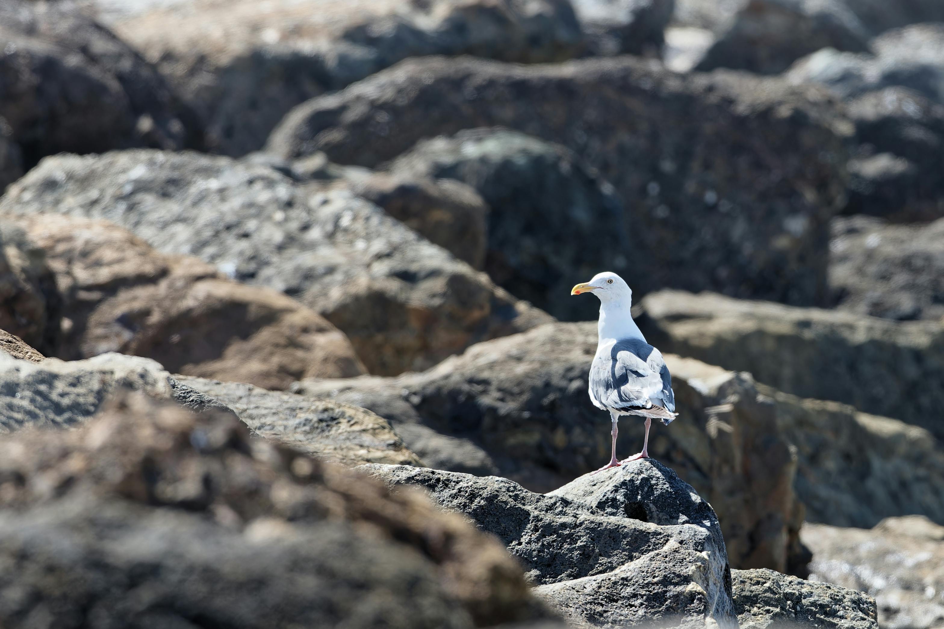 A European Herring Gull Perched on the Rock · Free Stock Photo