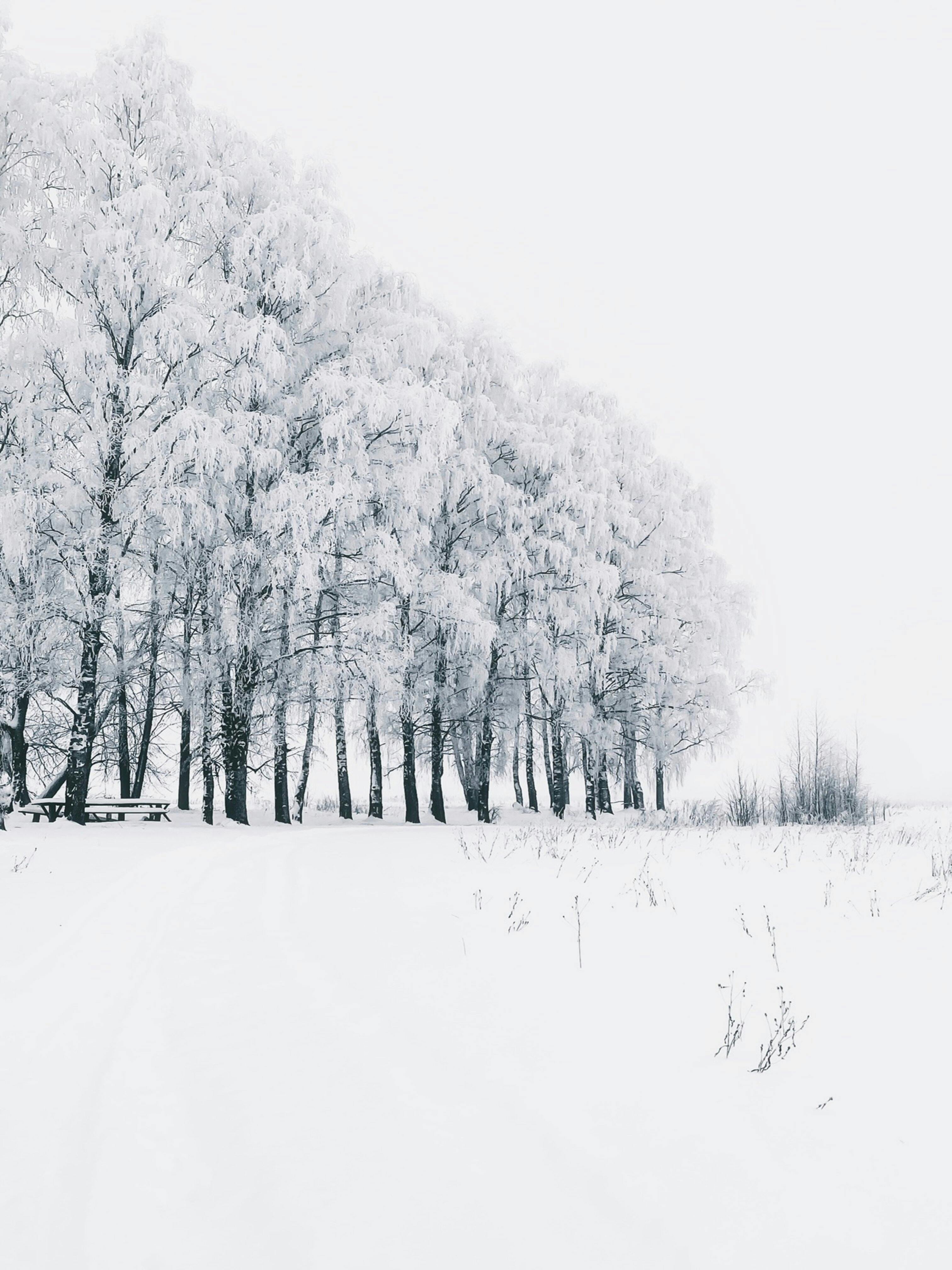 White Trees in Winter · Free Stock Photo