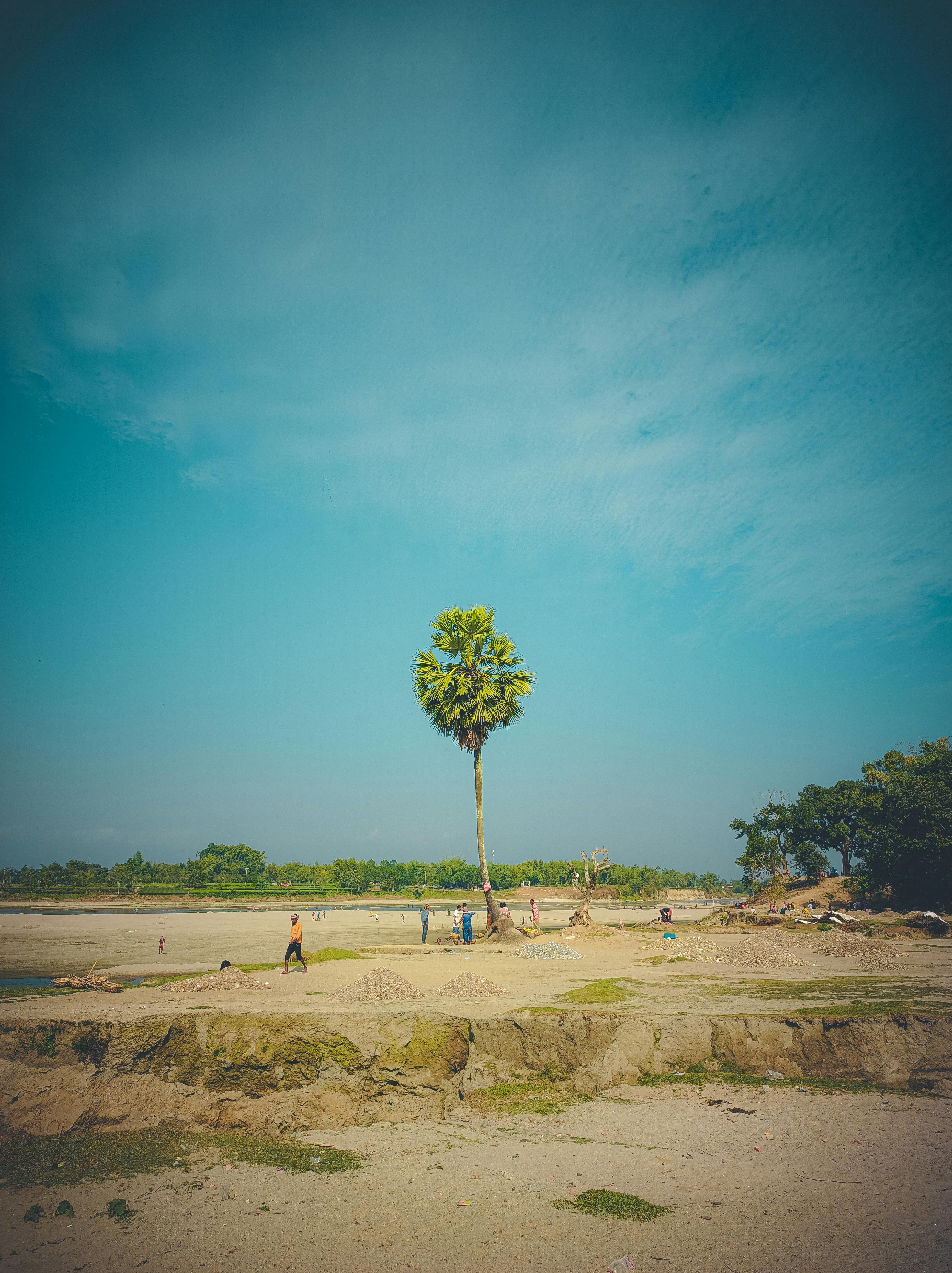 Photo of a Single Palm Tree on the Beach · Free Stock Photo